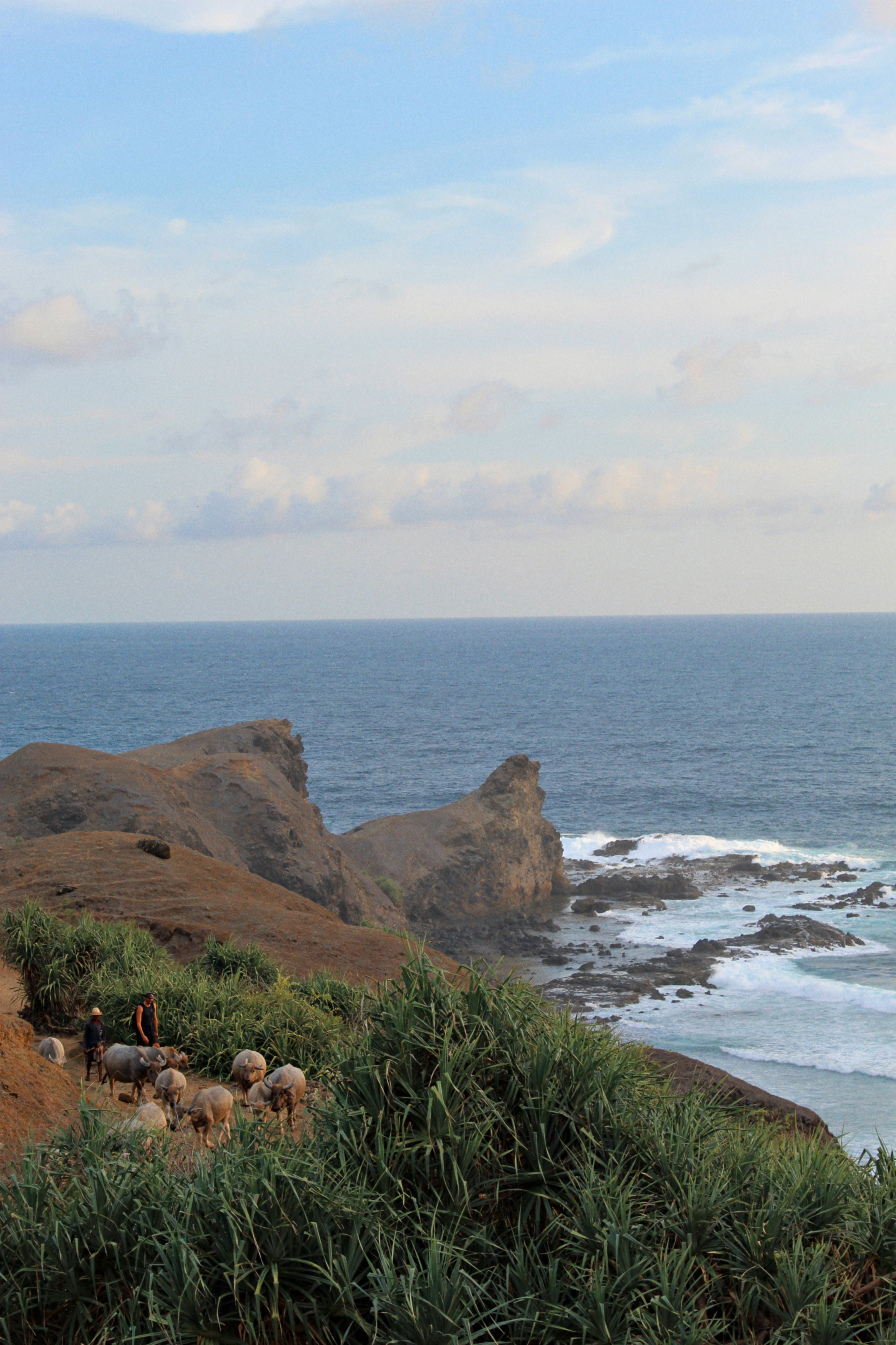 Clifftop Grazers: Sheep Along a Rugged Pacific Shore