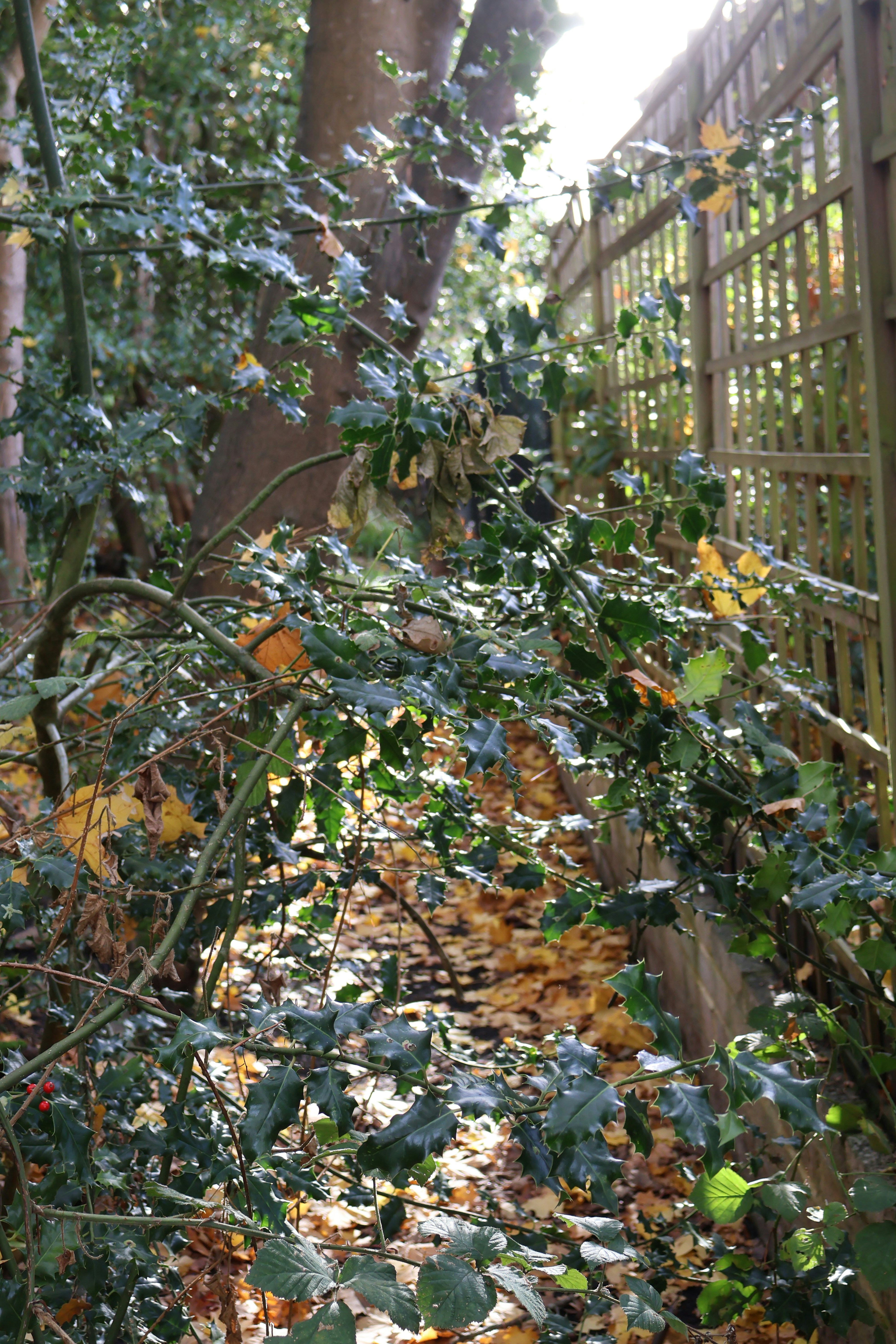 Ivy Curtain Over a Sunlit Garden Path