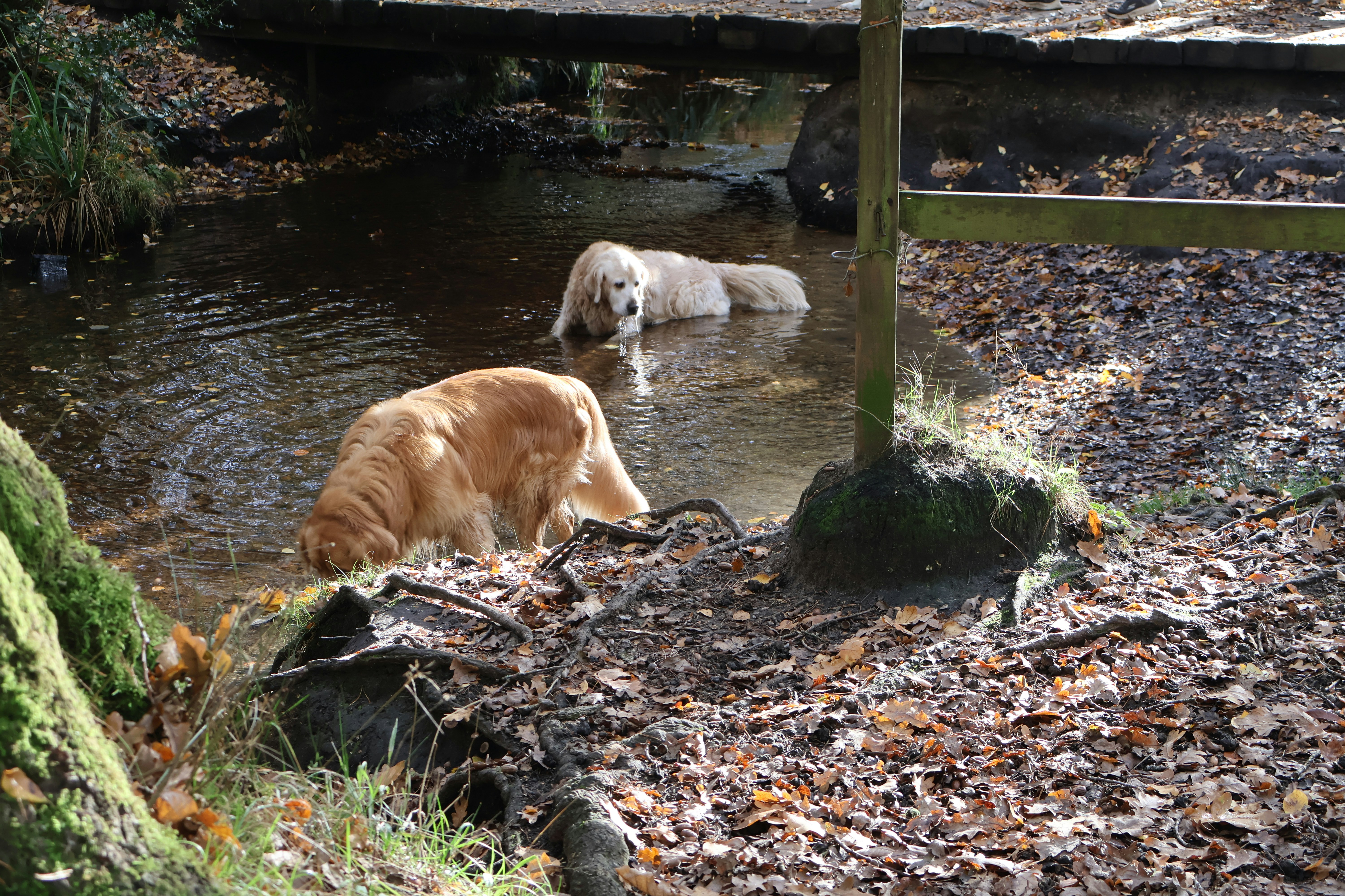 Autumn River Inquiry: Golden Retriever Probes the Quiet Stream
