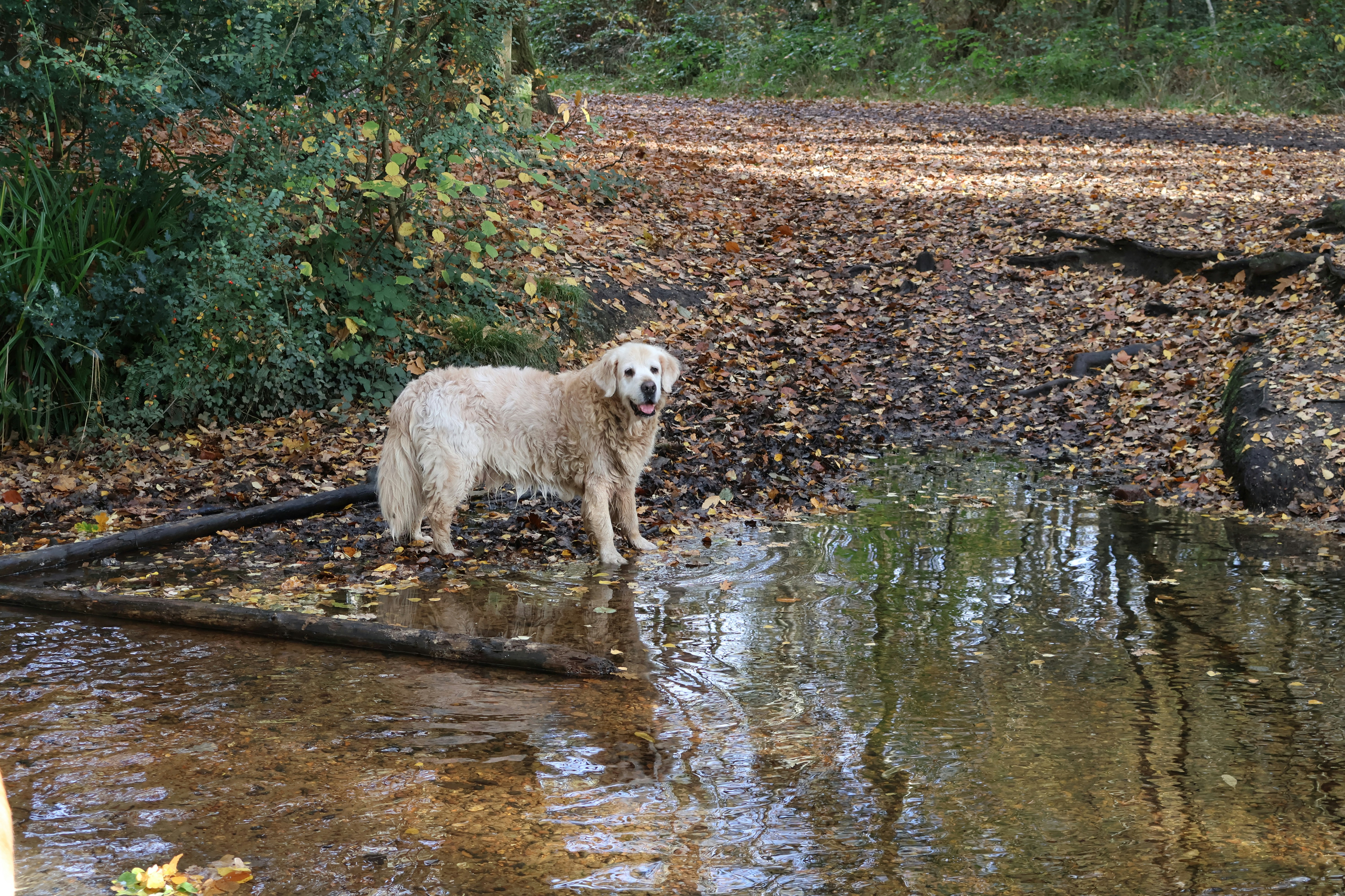 Golden Retriever's Autumn Reverie in a Quiet Creek