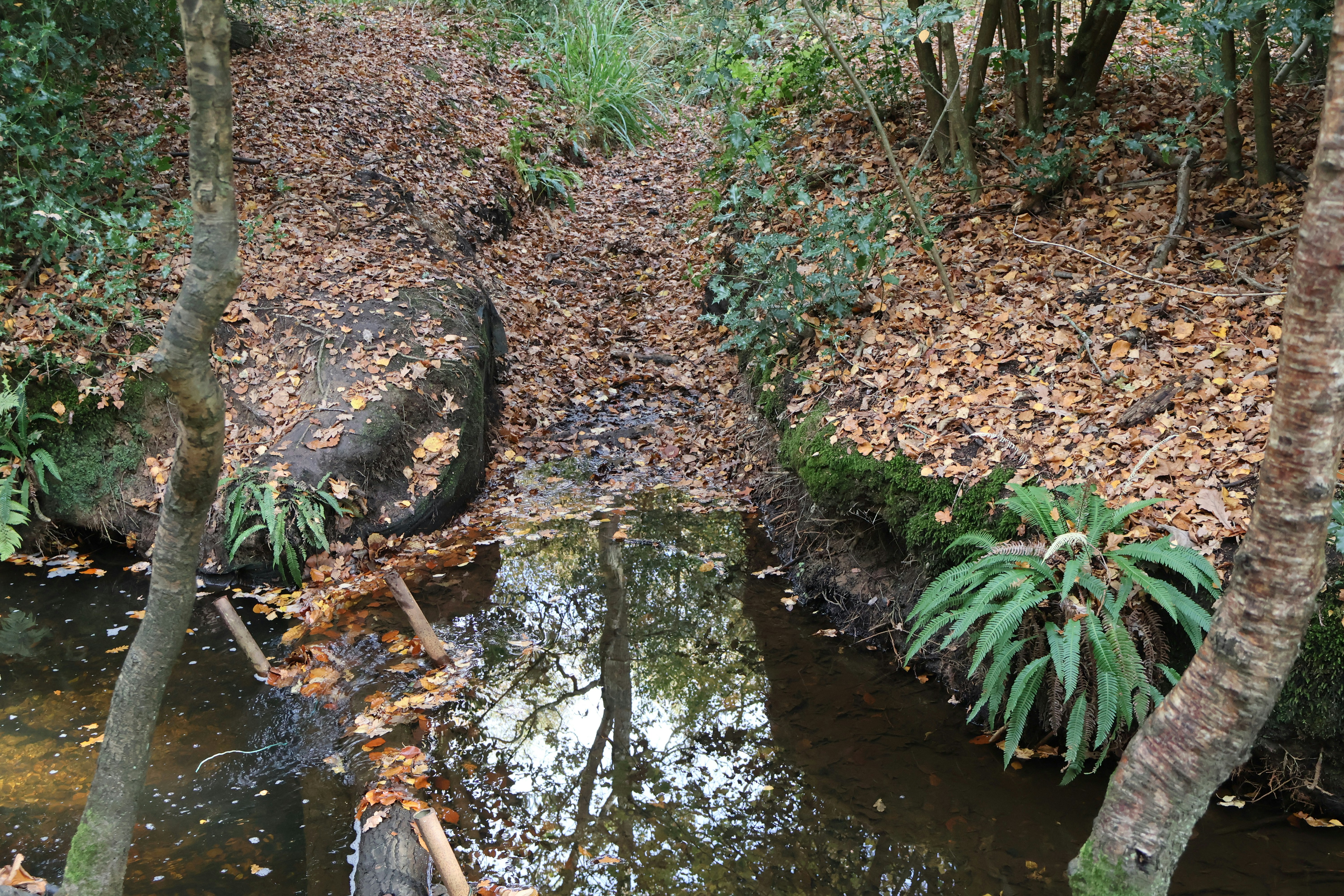 Autumn's Quiet Mirror: A Forest Pool Framed by Ferns and Fallen Leaves