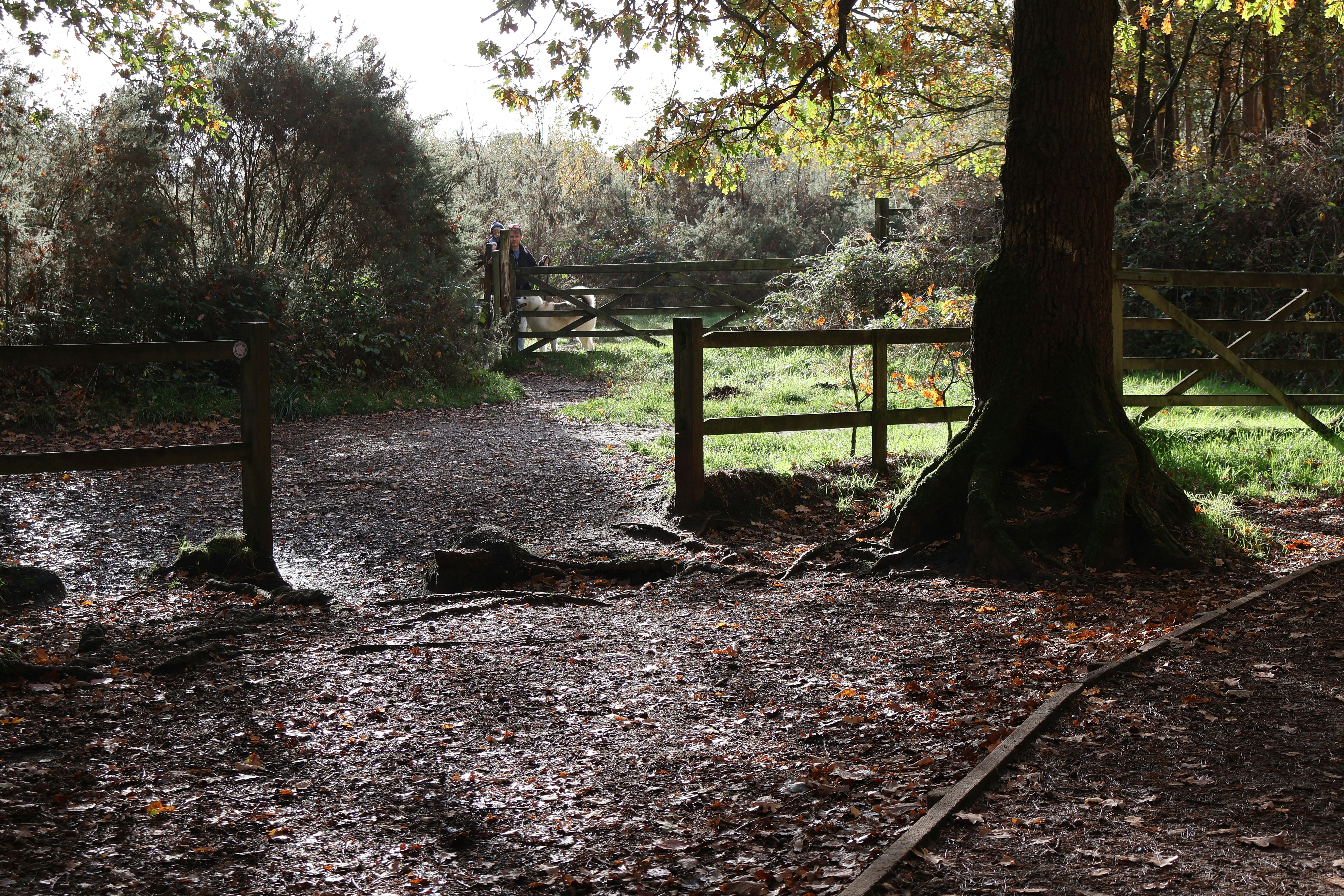 Distant Gatekeeper on a Woodland Crossing