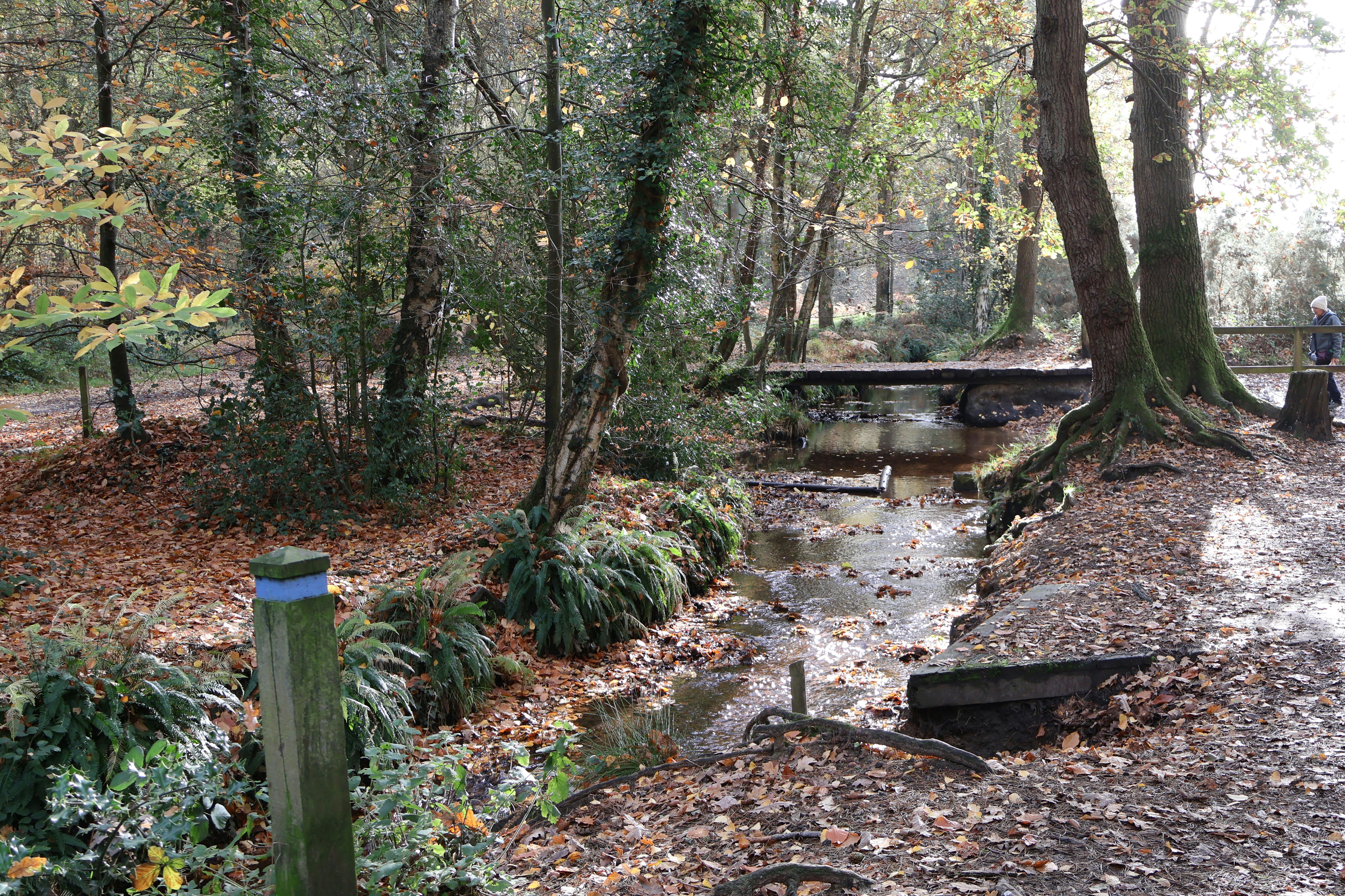 Autumn Creek Crossing: Light, Leaves, and a Quiet Park Bridge