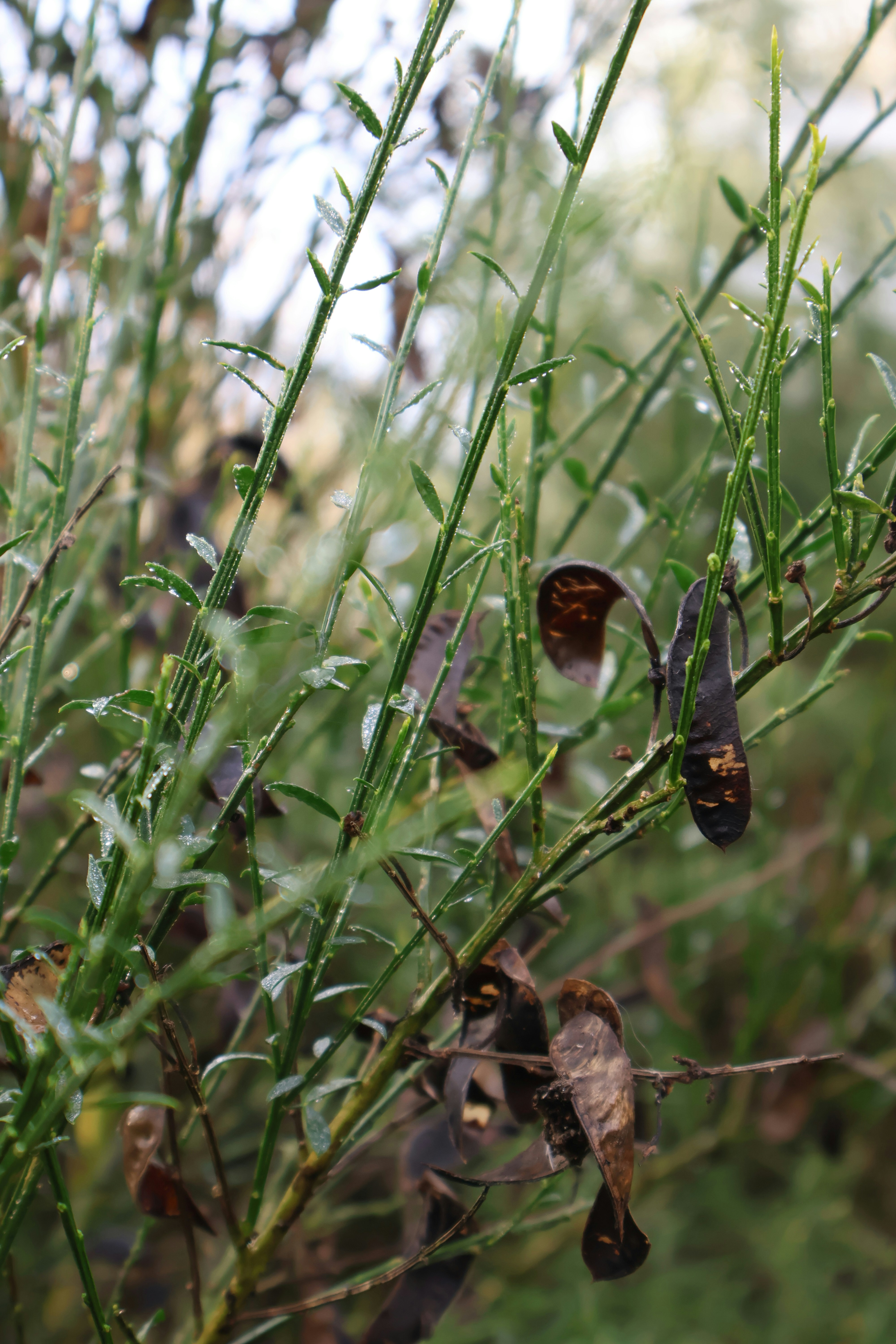 Whispers of Green: Micro-Details of Dewy Stems and Brown Pods