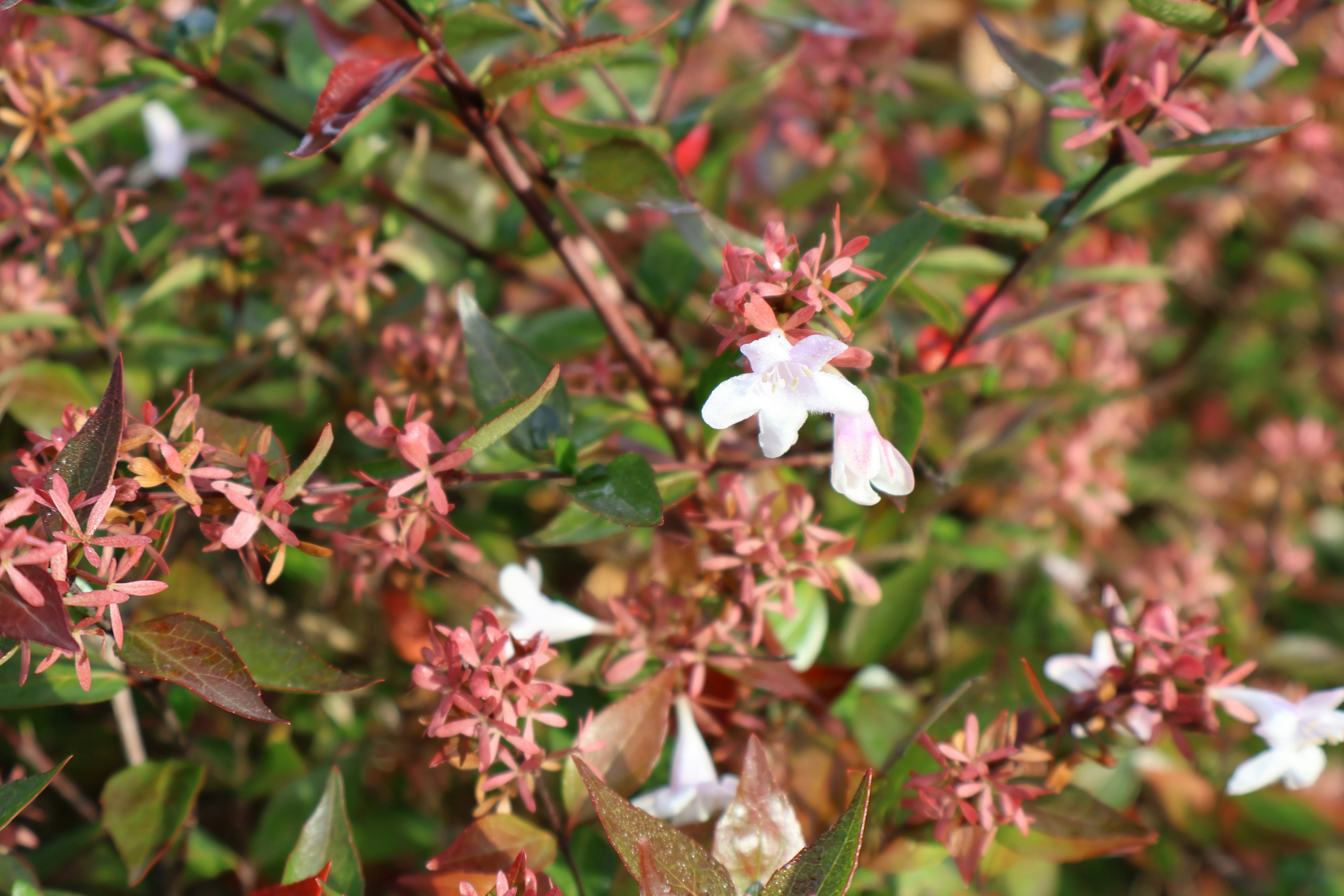 Photo by Tanya Barrow with Canon EOS R50