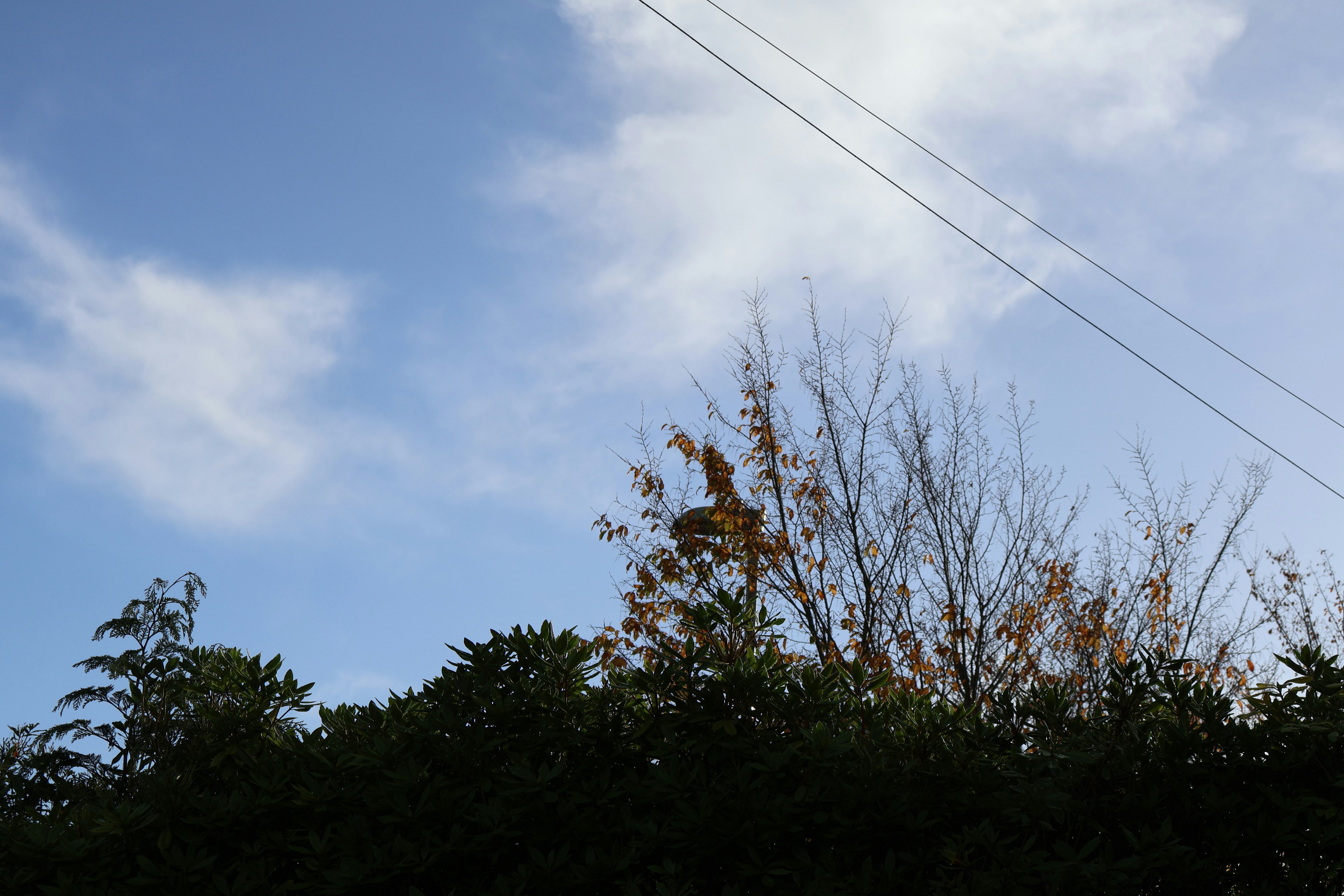 Photo by Tanya Barrow with Canon EOS R50