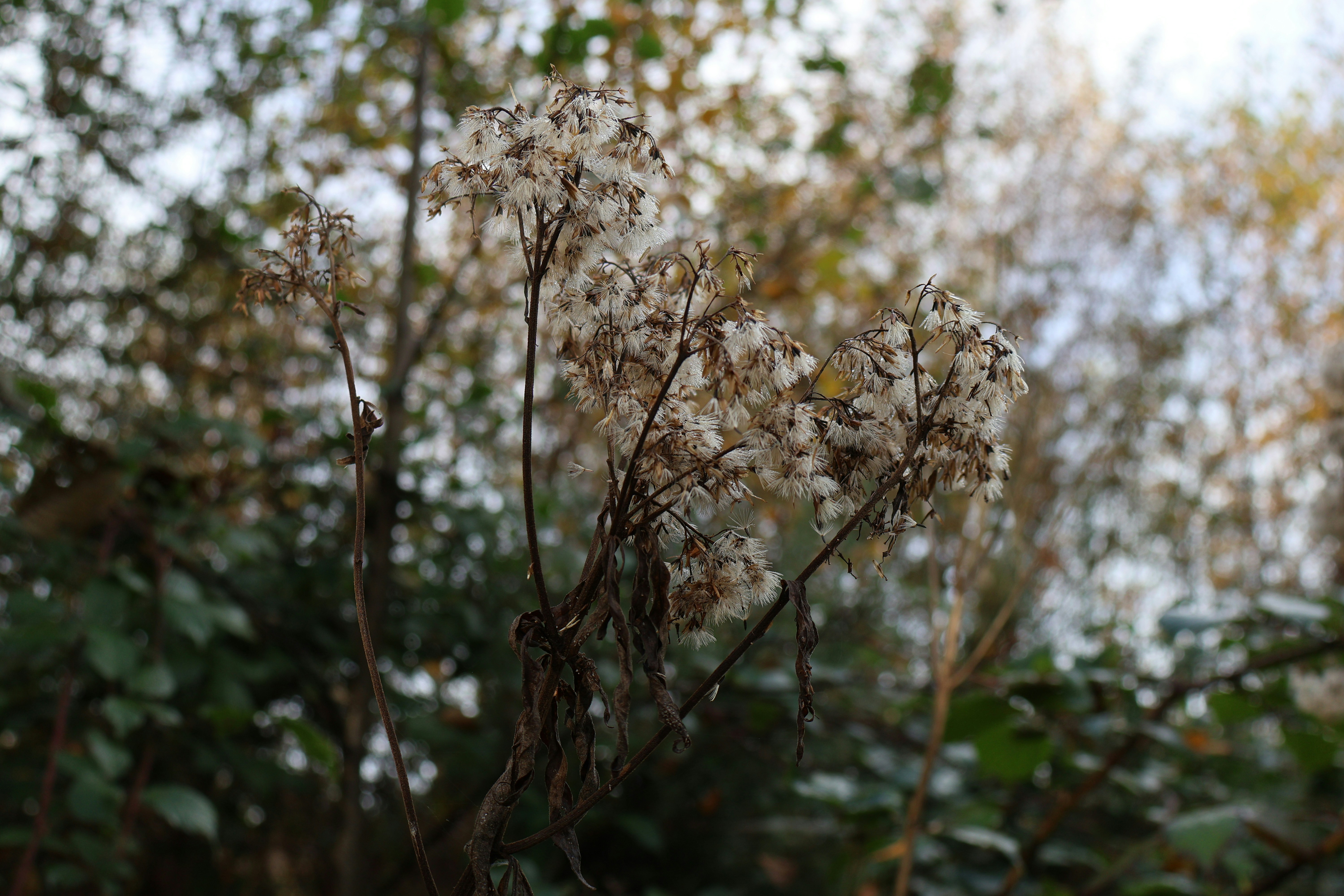 Whispers in a Quiet Garden: Dried Seed Heads Against a Soft-Blurred Background