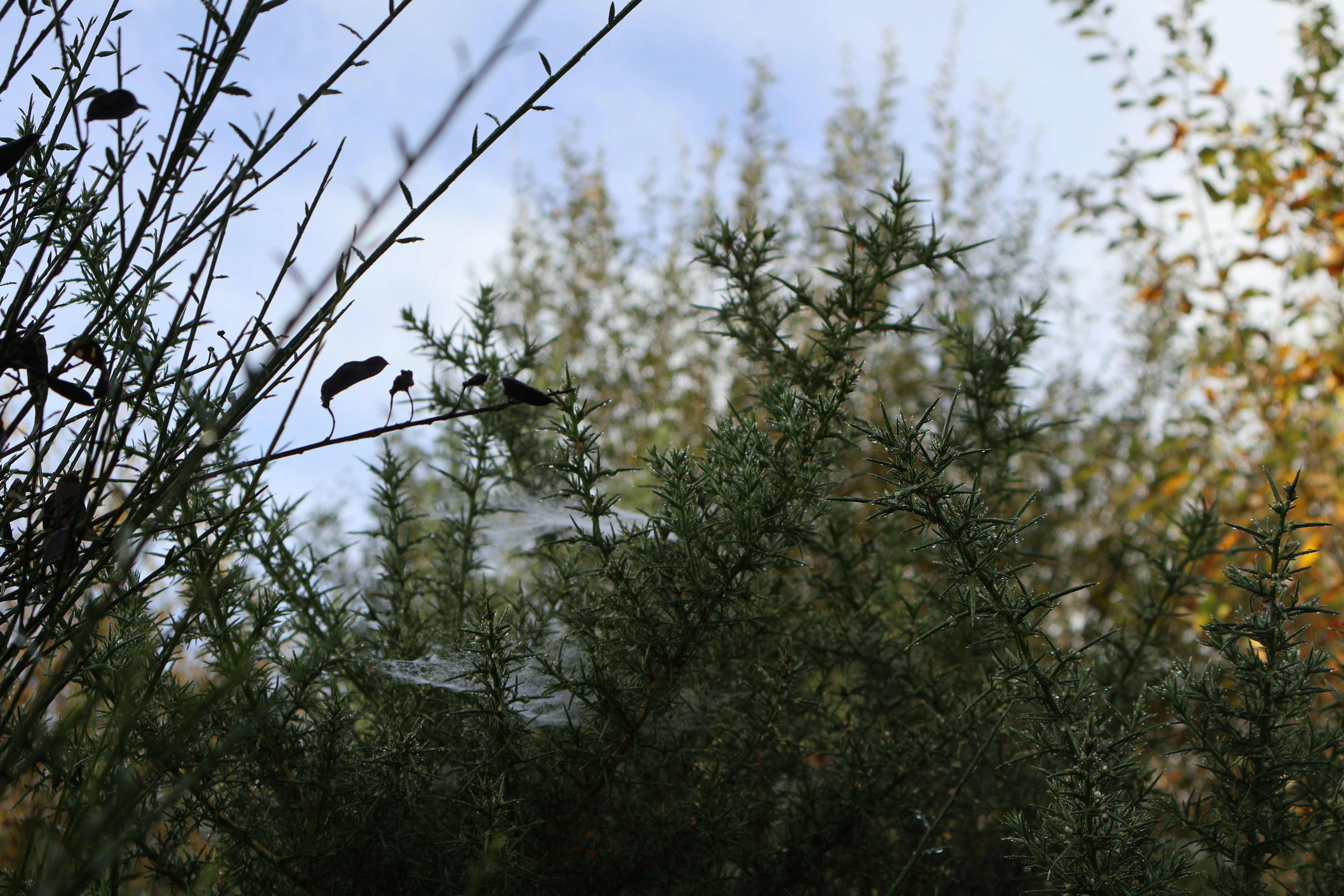 Two Dark Silhouettes Among the Needlework of Autumn Evergreens