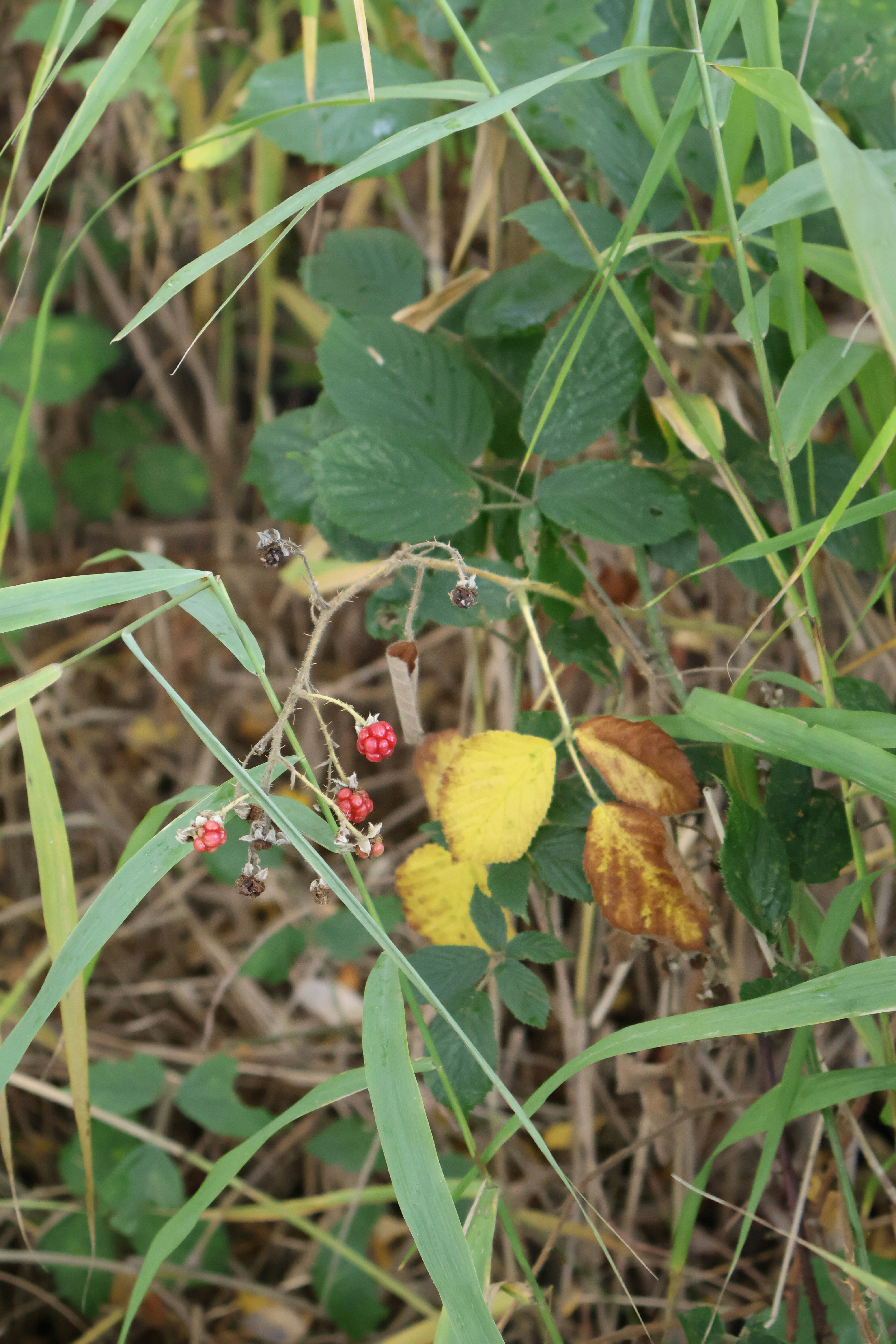 Red Berry Cluster Amid Grass and Foliage in an Autumn Understory