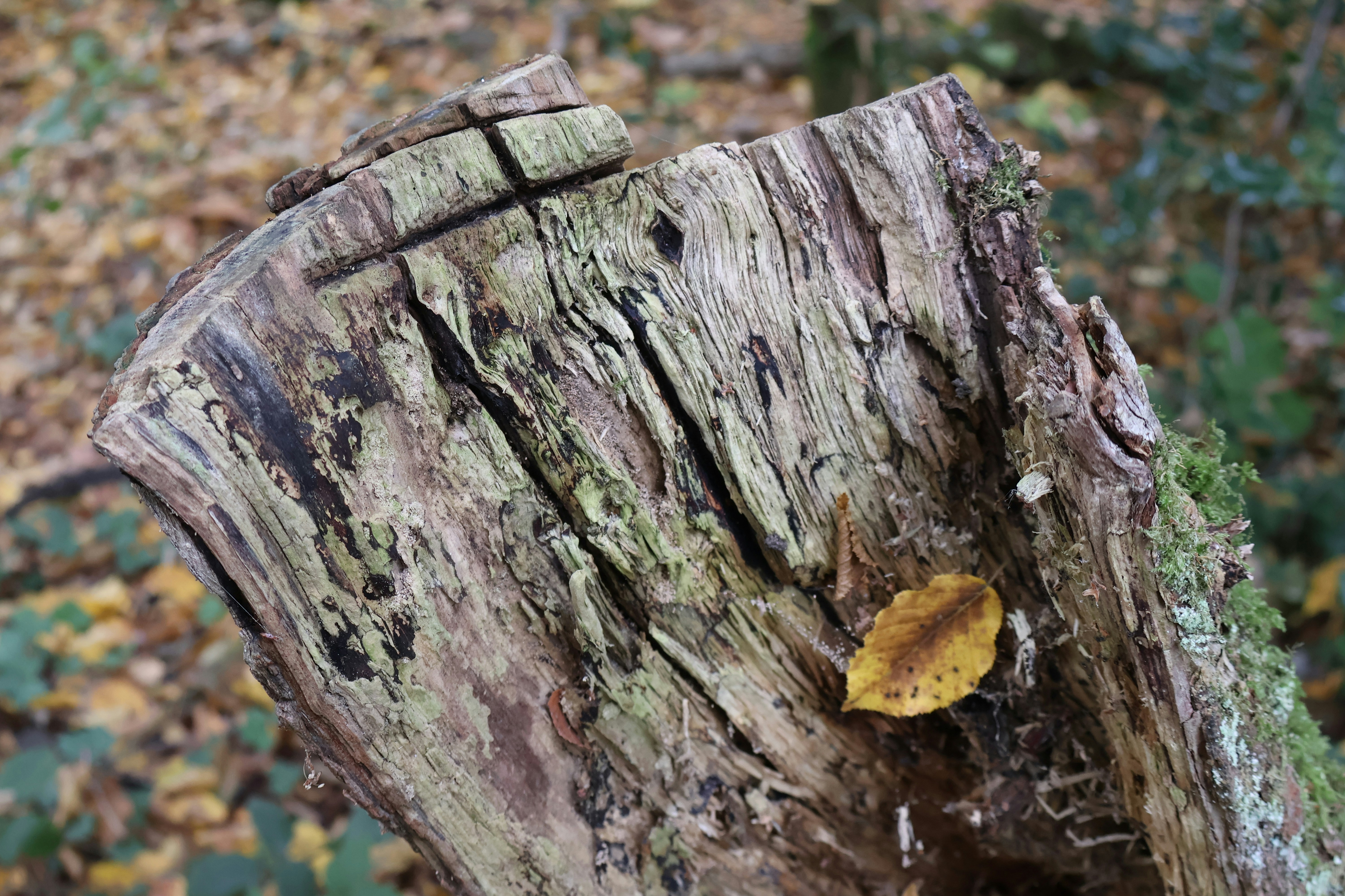 A weathered tree stump with autumn leaves