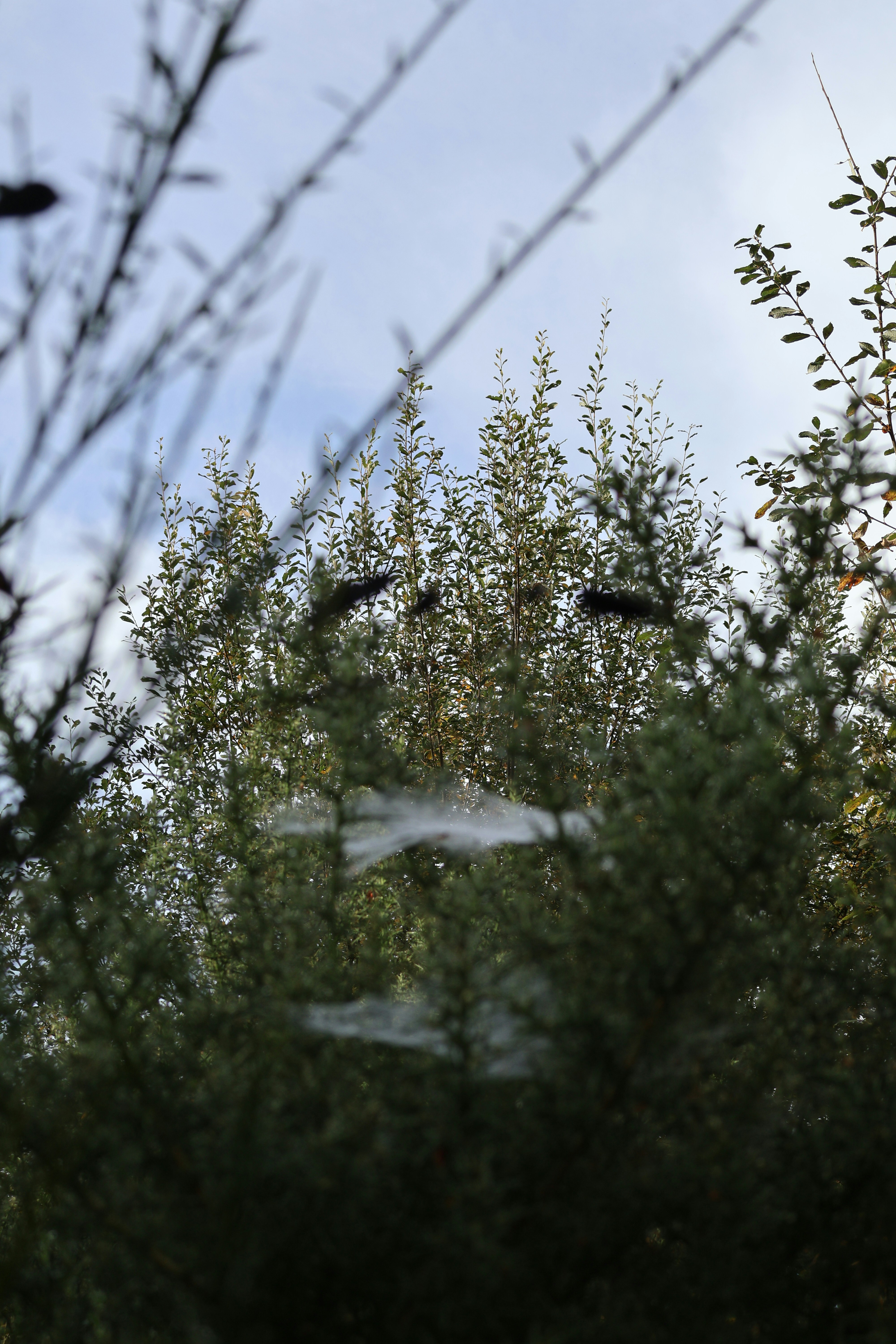 Framed in Green: Sunlit Shrubs Peeking Through a Tangle of Branches