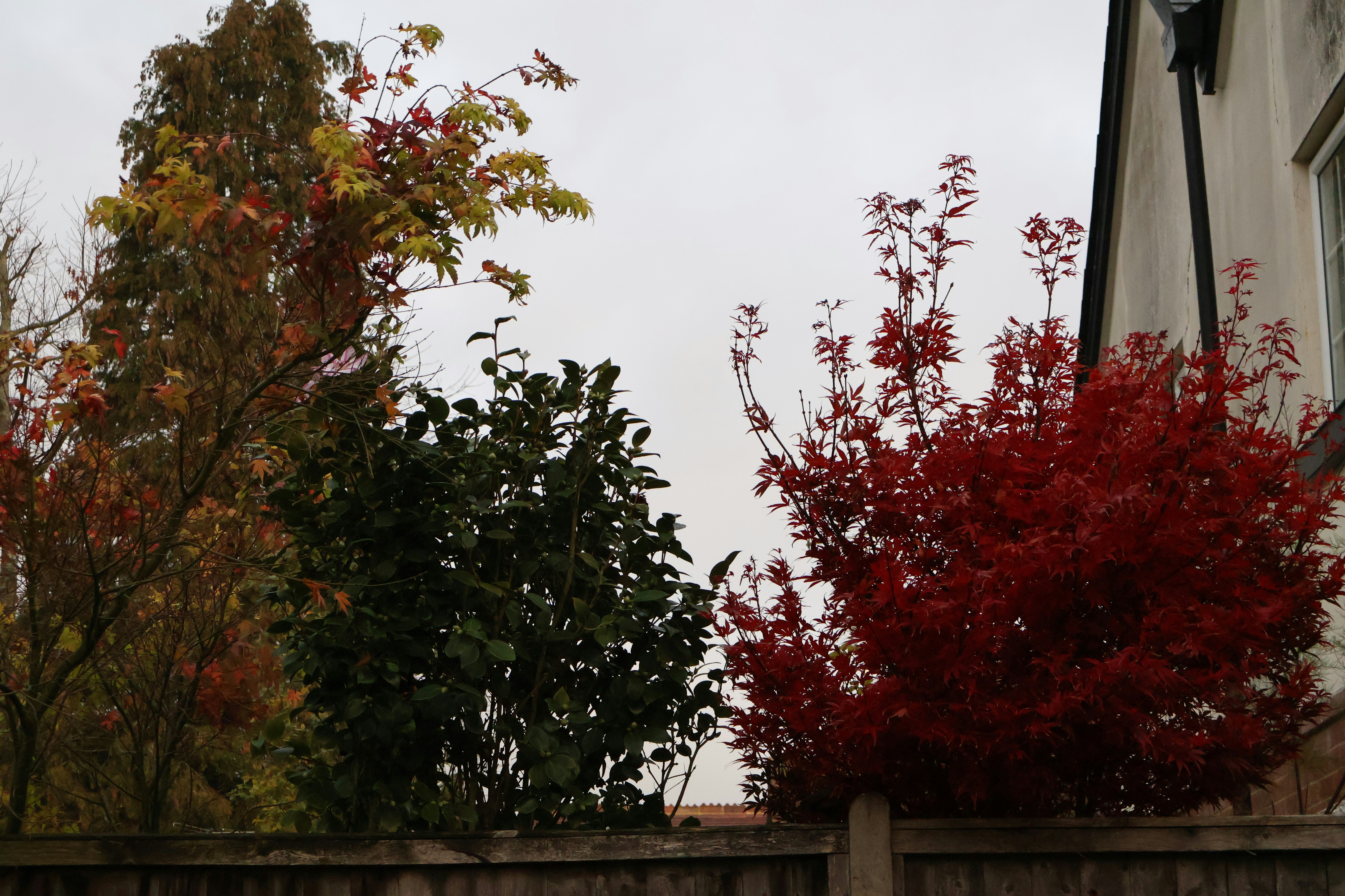 Crimson Canopy Over a Weathered Suburban Fence
