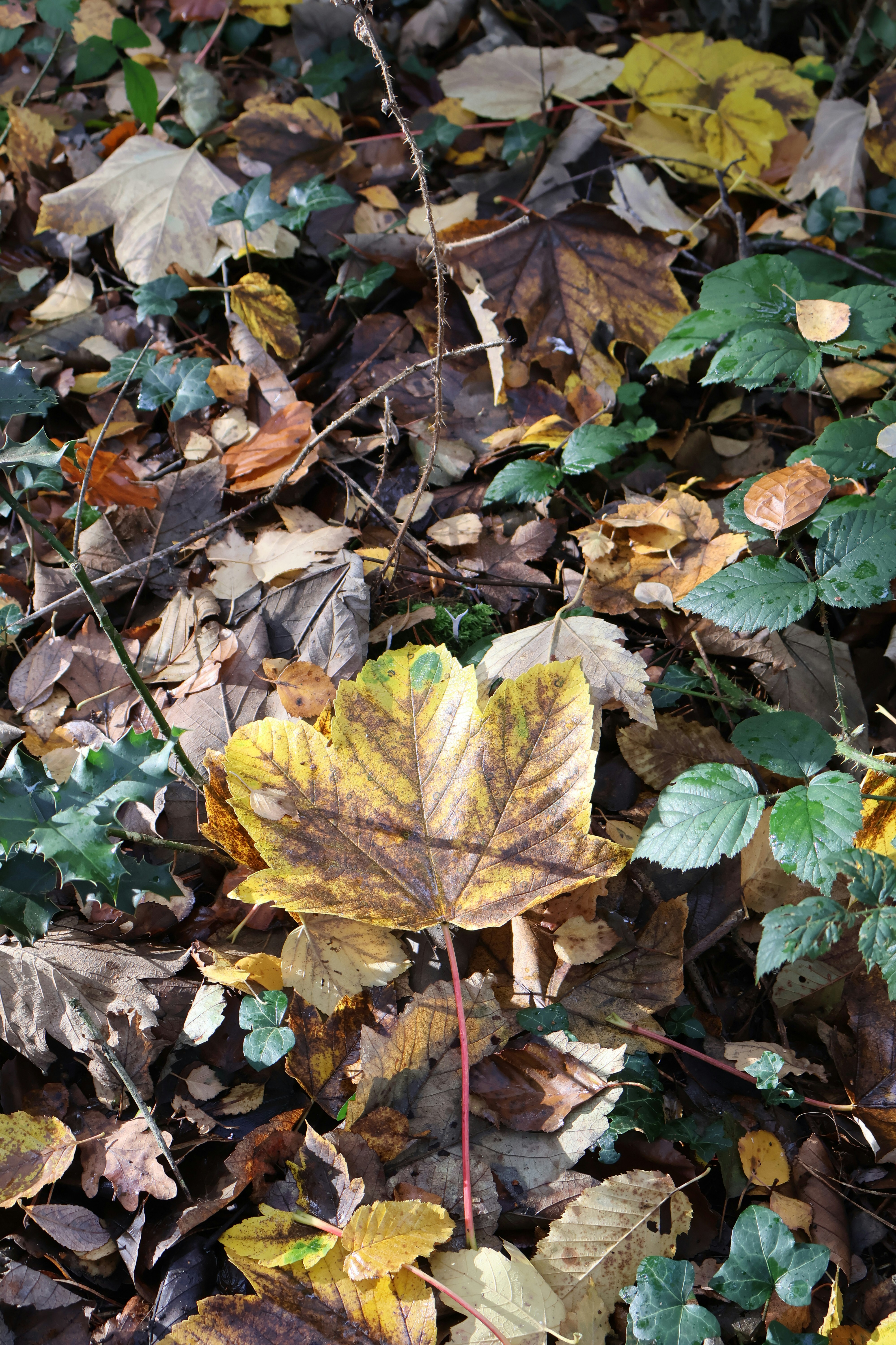 Central Maple Leaf Framed by an Autumn Carpet