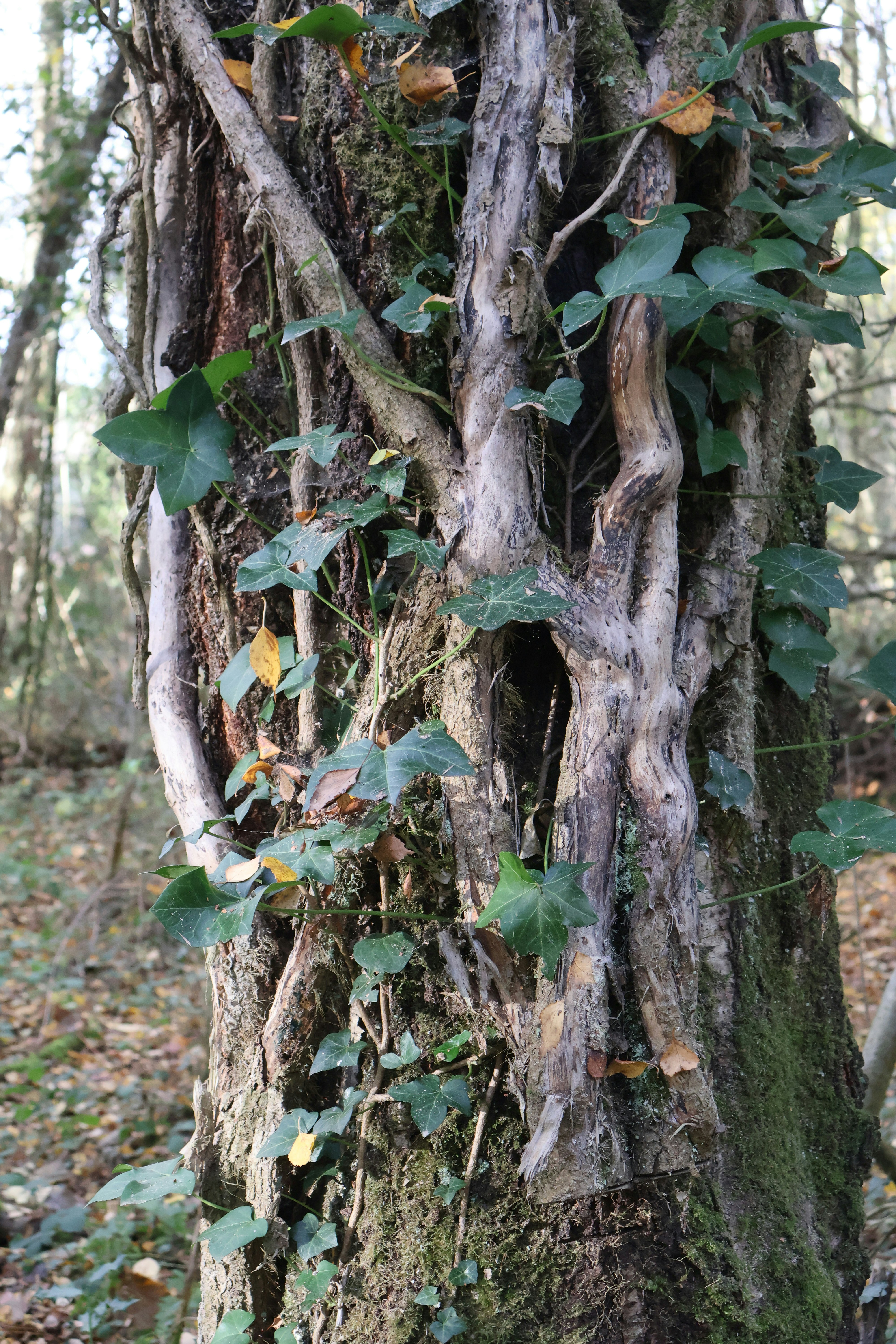 Photo by Tanya Barrow with Canon EOS R50