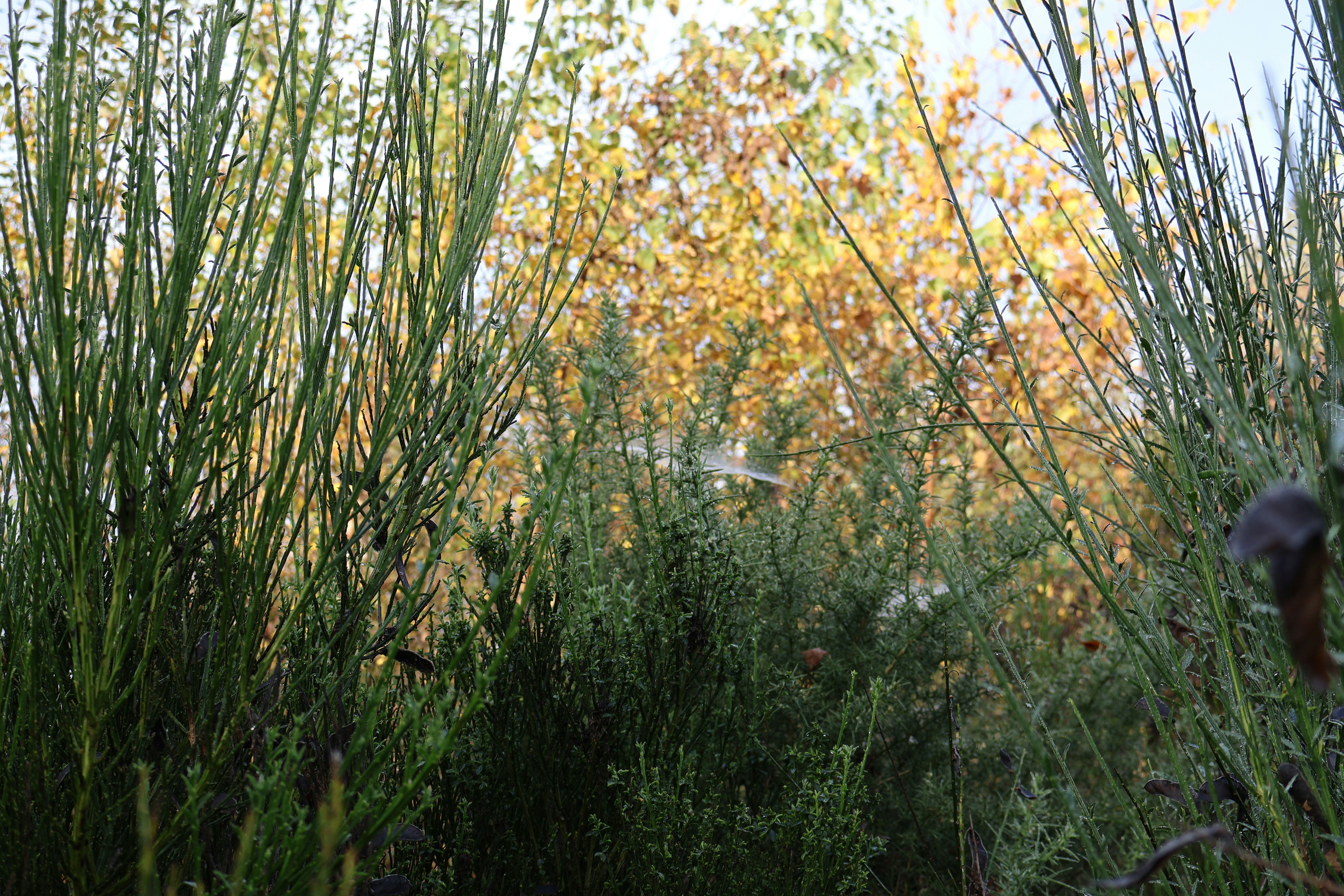Gold Veil Through the Reeds: Morning Light in a Garden Corridor
