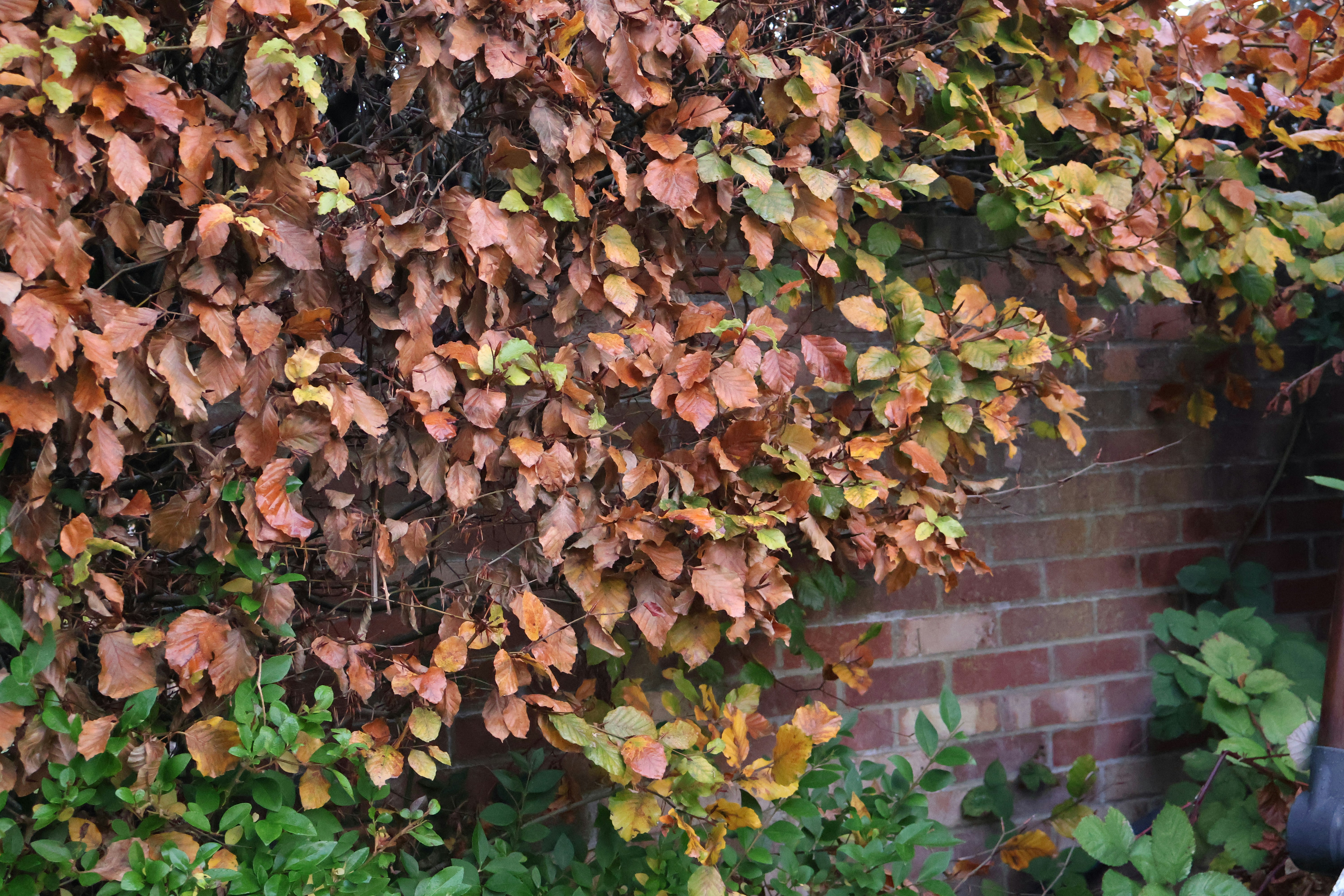 Autumn Ivy Draped Across a Weathered Brick Wall