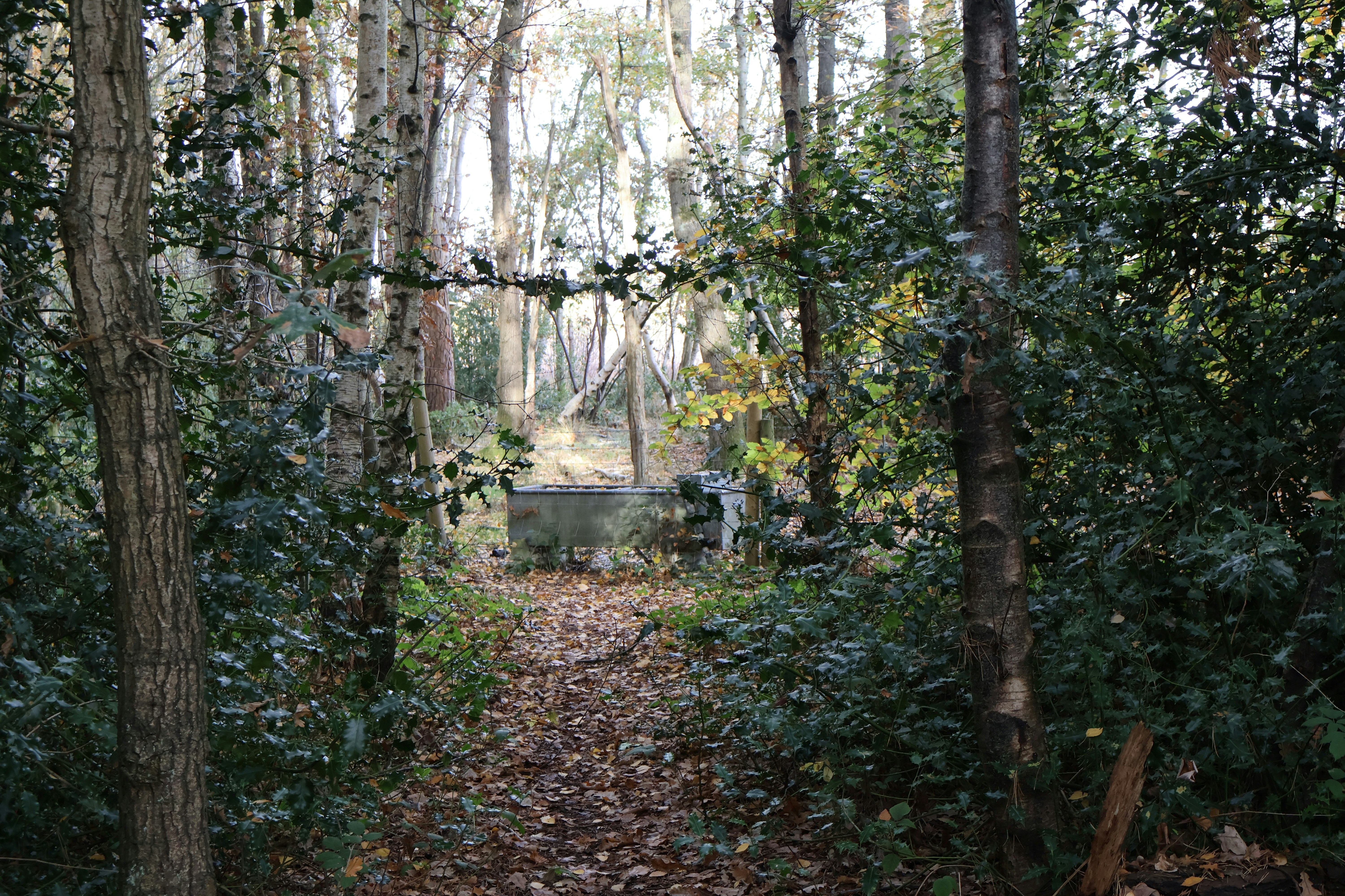 Photo by Tanya Barrow with Canon EOS R50