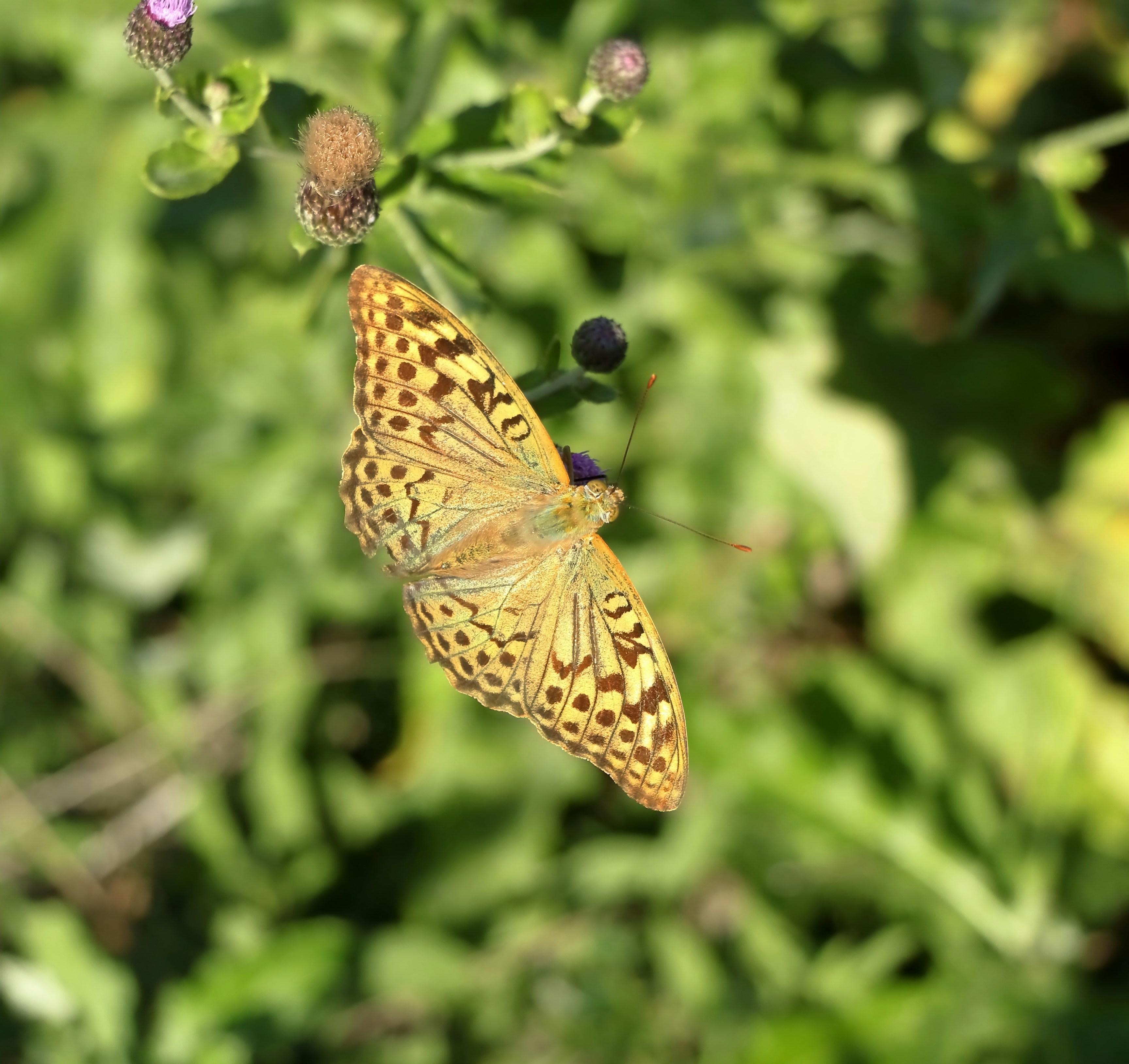 Photo by Mustafa akın with Canon EOS 1300D