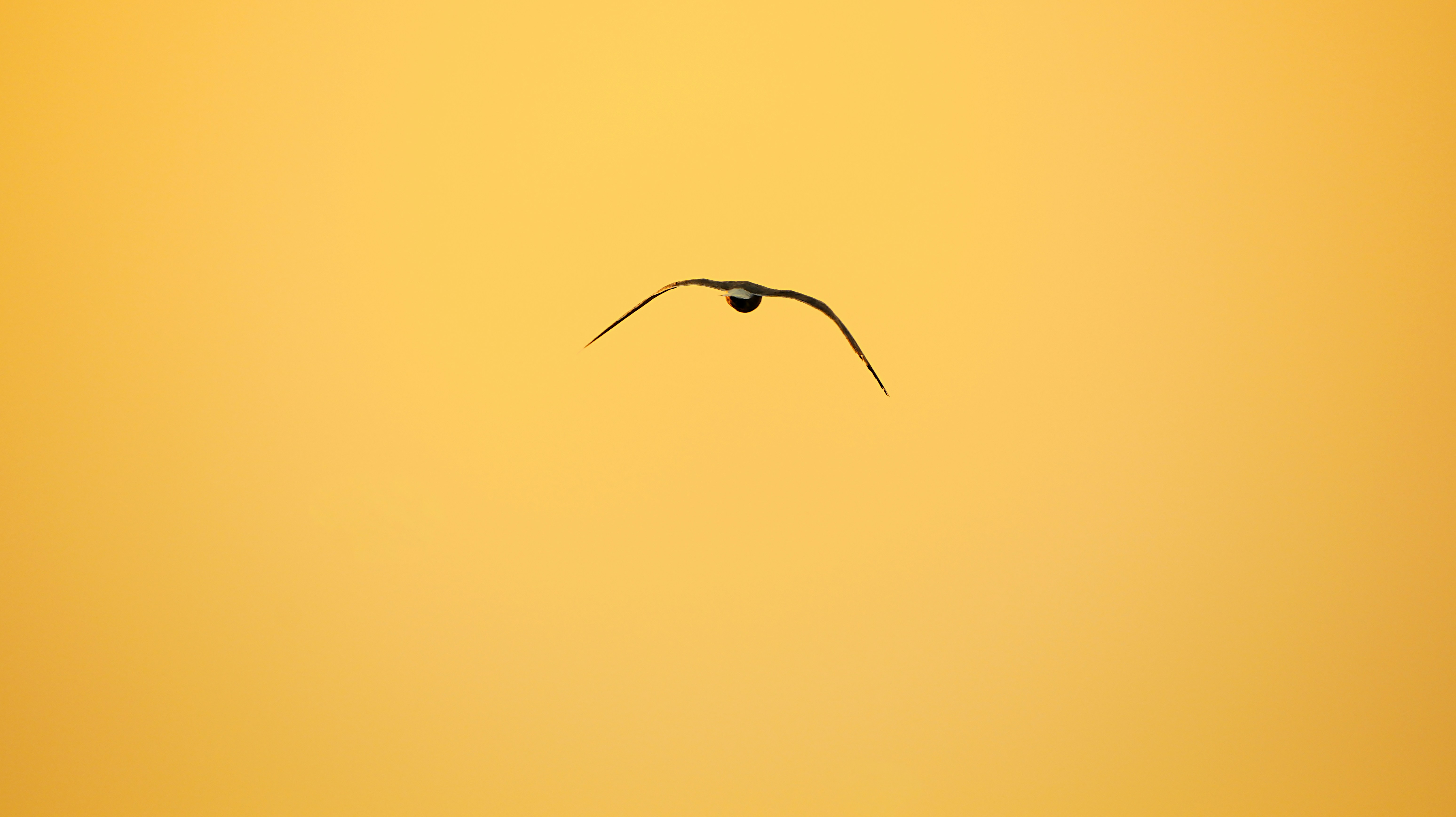 Midair silhouette: a lone gull arcs through a molten dawn sky.