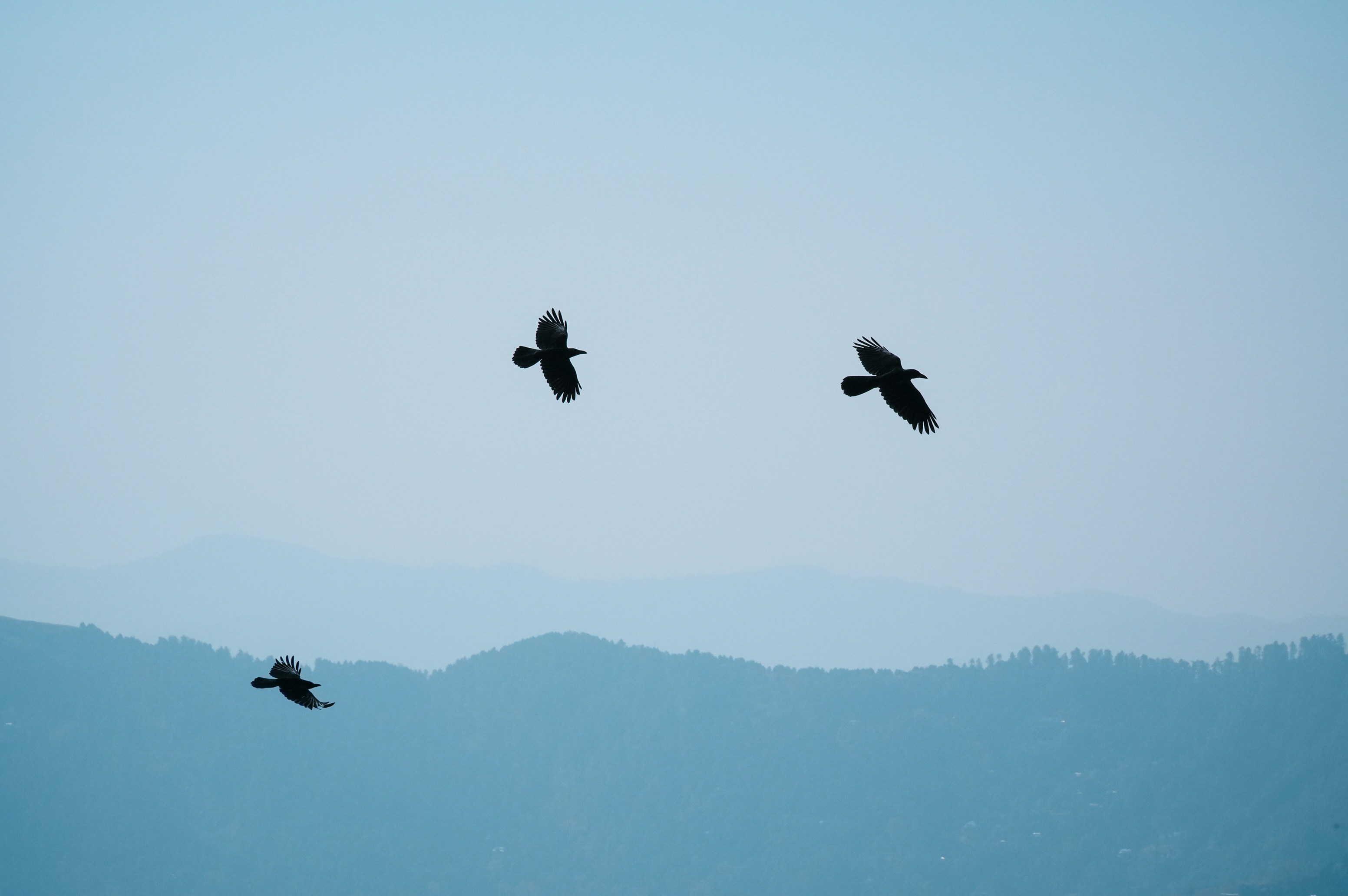 Winged Silhouettes Over a Cerulean Ridge
