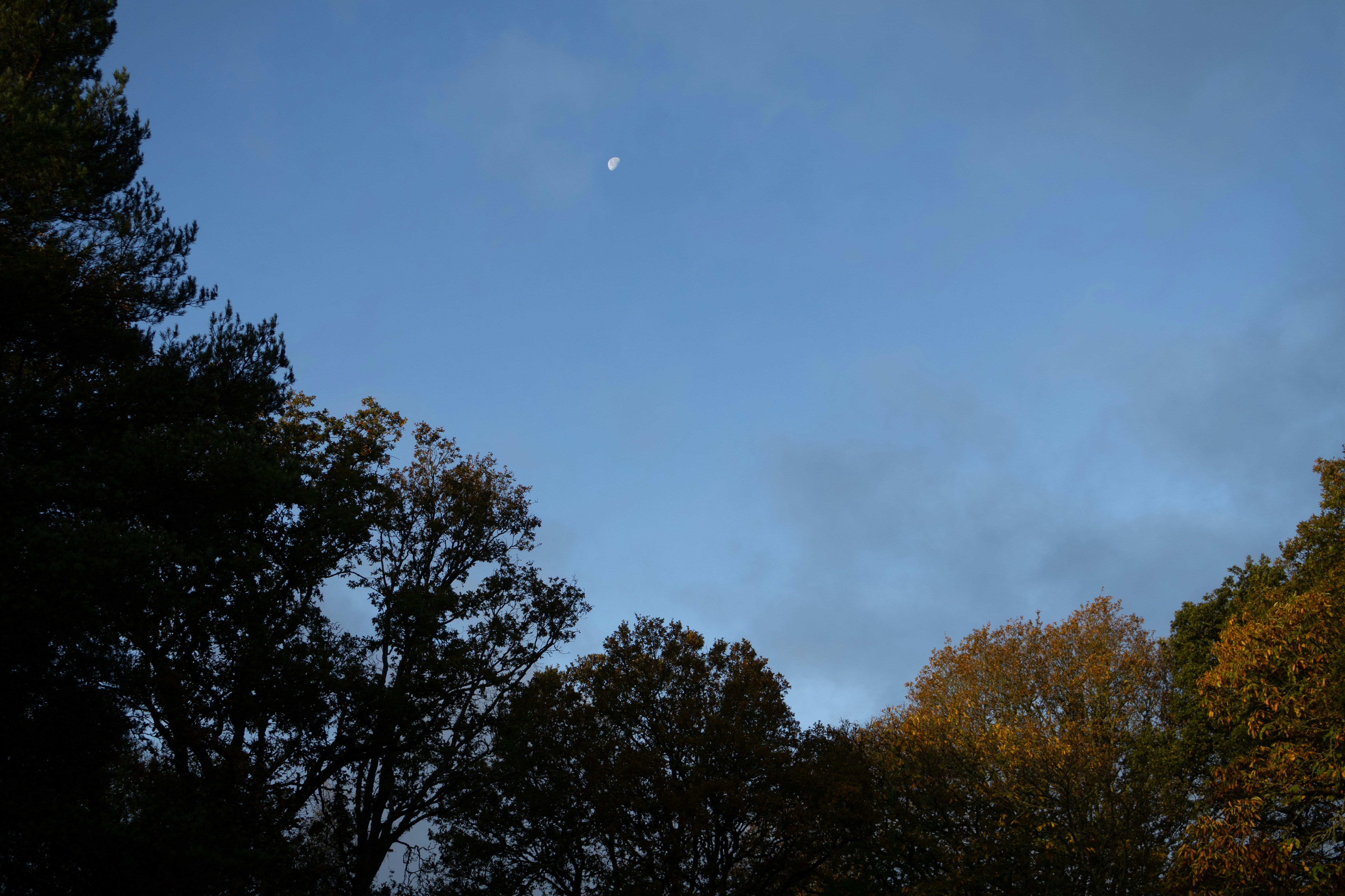 Crescent Moon over a Quiet Autumn Canopy at Dusk