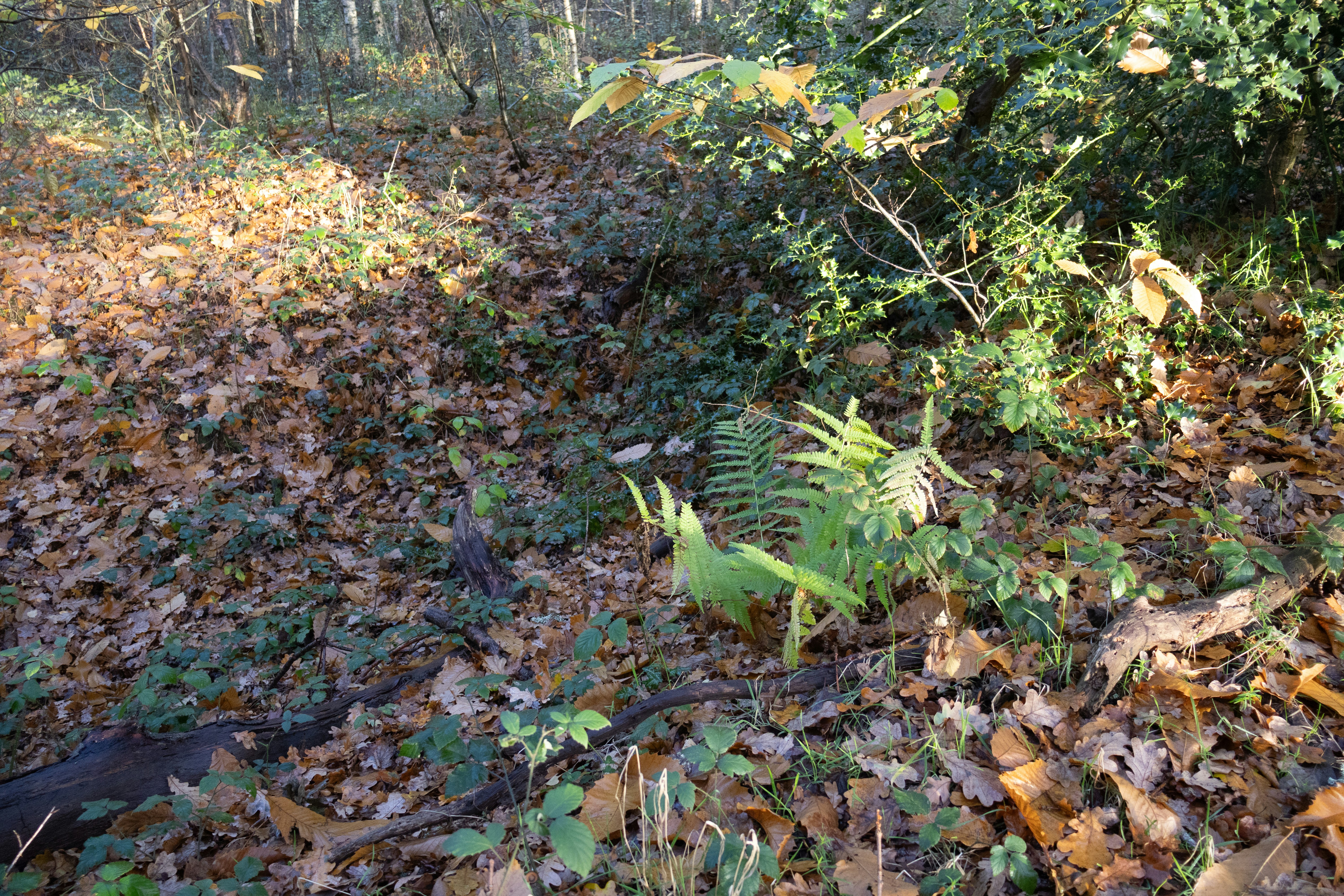 Sunlit Ferns Break Through a Carpet of Autumn Leaves