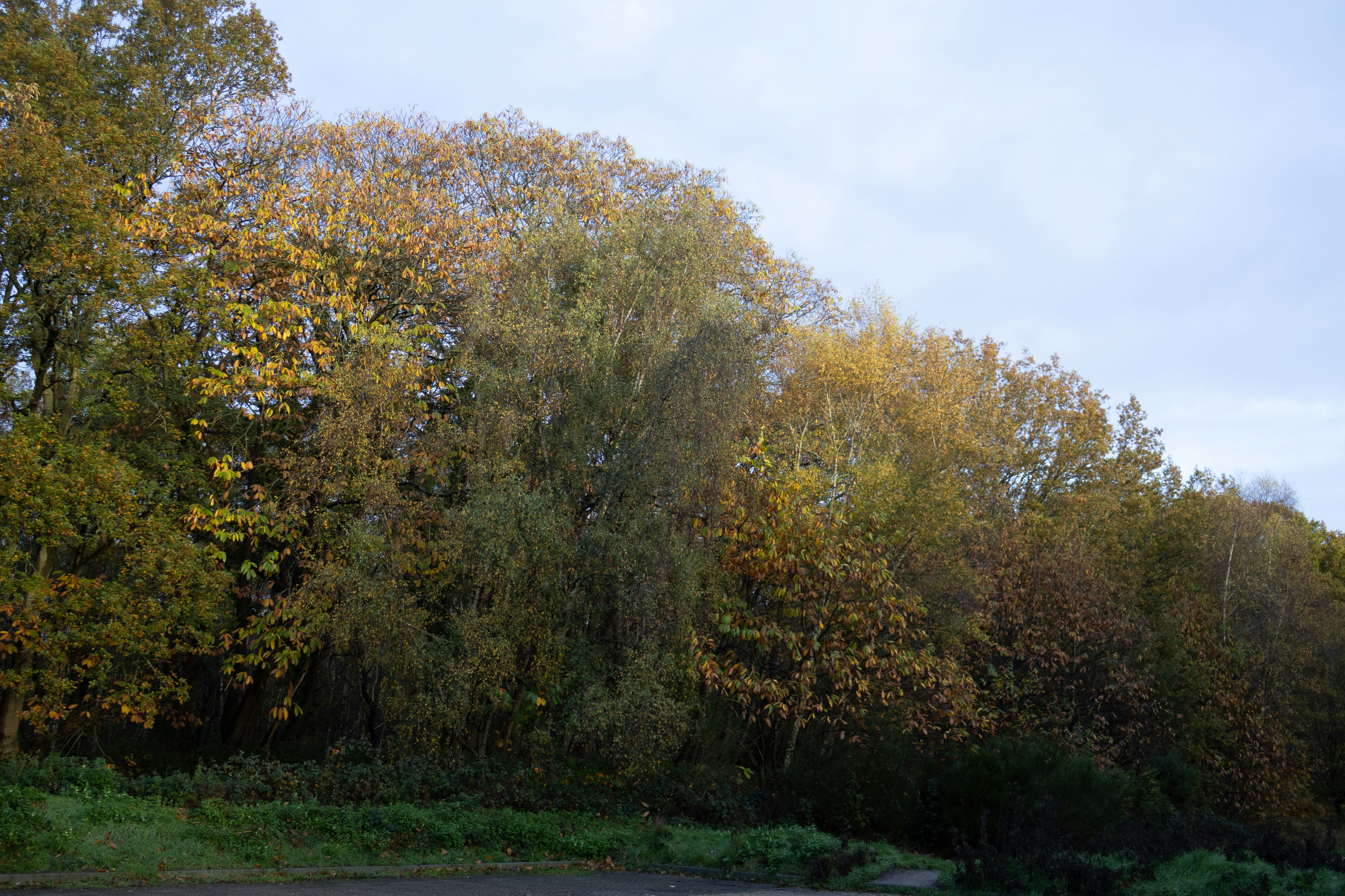 Gold-Leaf Canopy Framing a Quiet Roadside Under Gray Skies