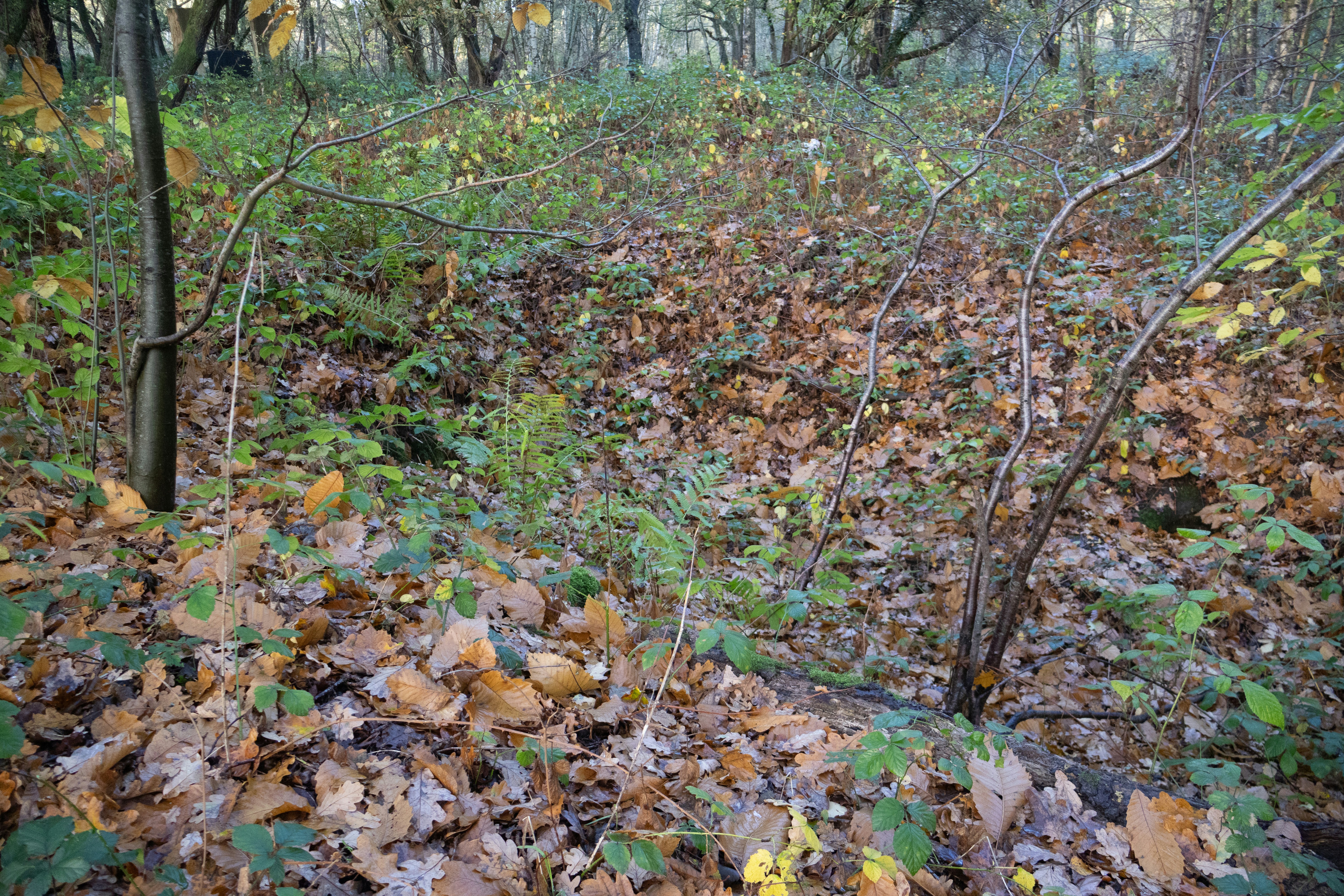 Autumn Understory: Carpet of Leaves and Silent Branches