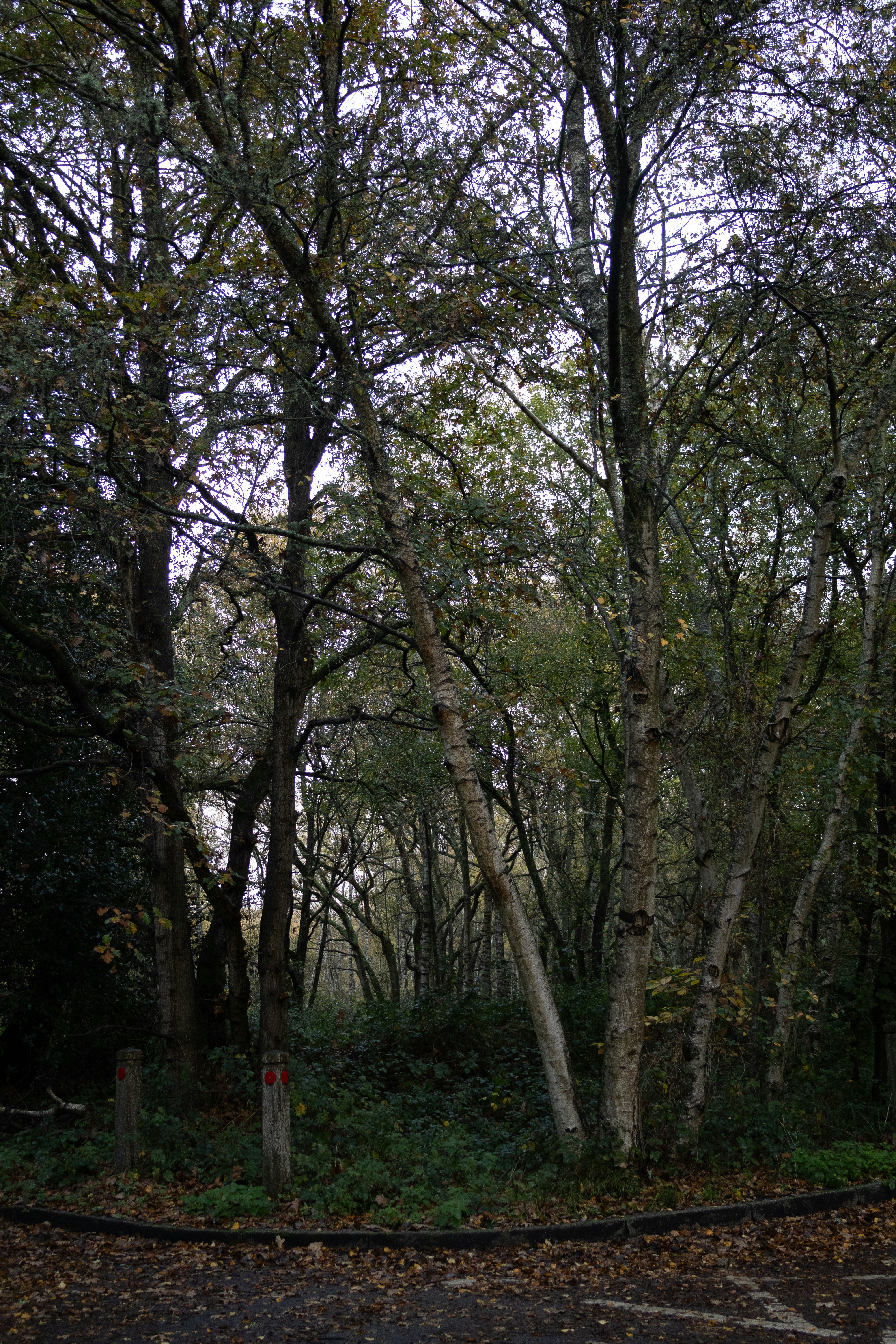 Photo by Tanya Barrow with Canon EOS R50