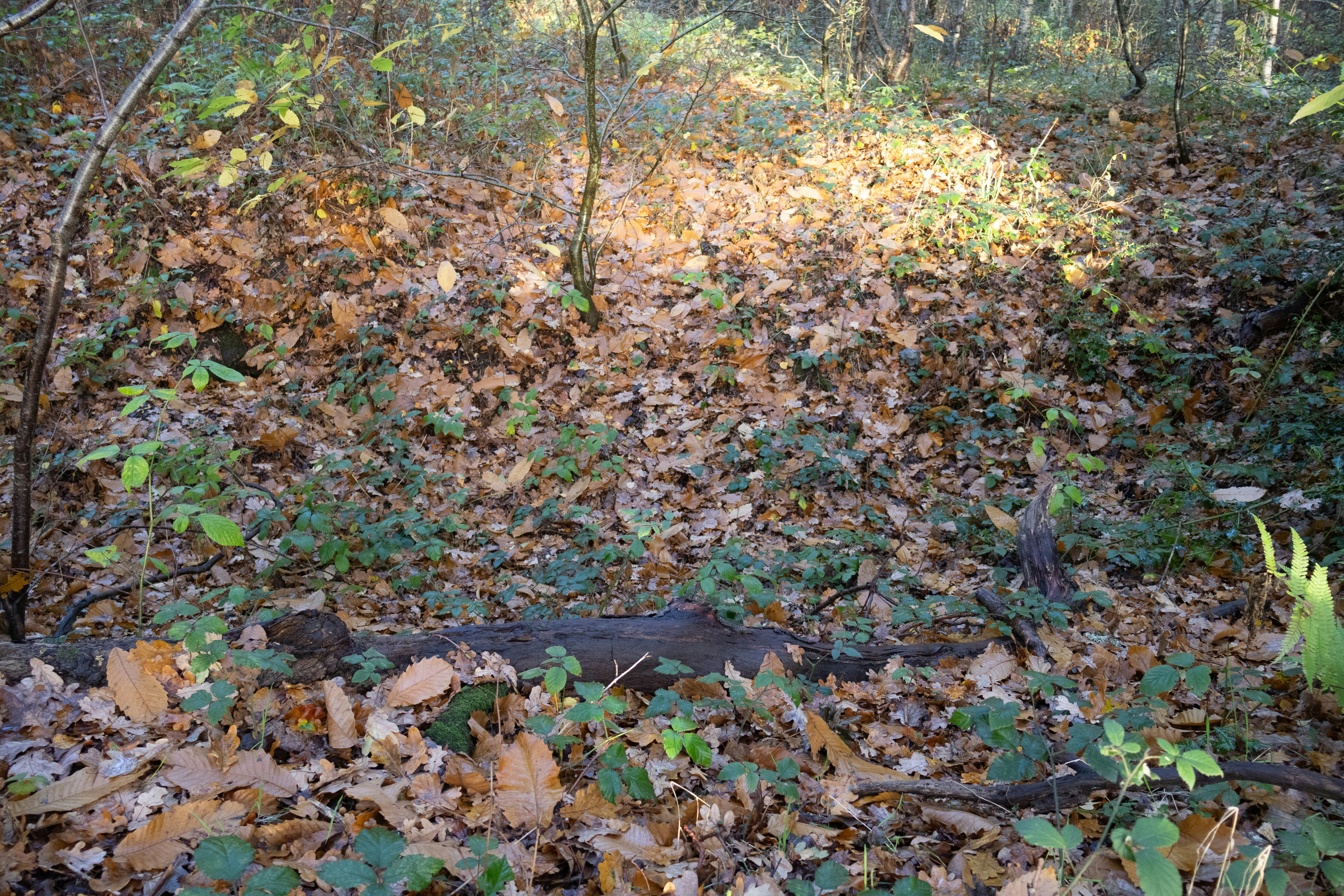 Dark Log Across a Leaf-Littered Forest Floor in Dappled Morning Light