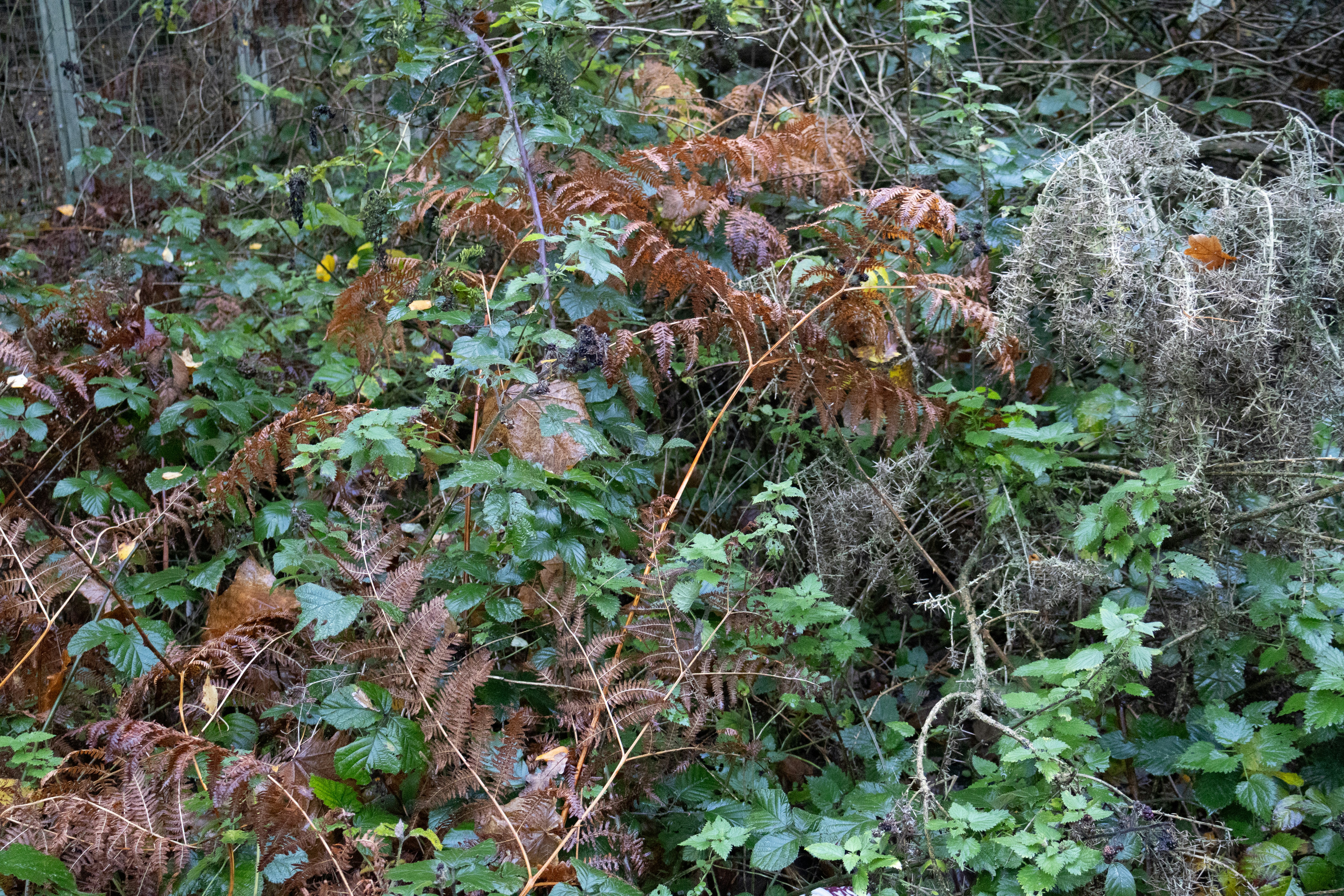 Between Green Canopies: Ferns and Ivy in a Quiet Woodland Understory