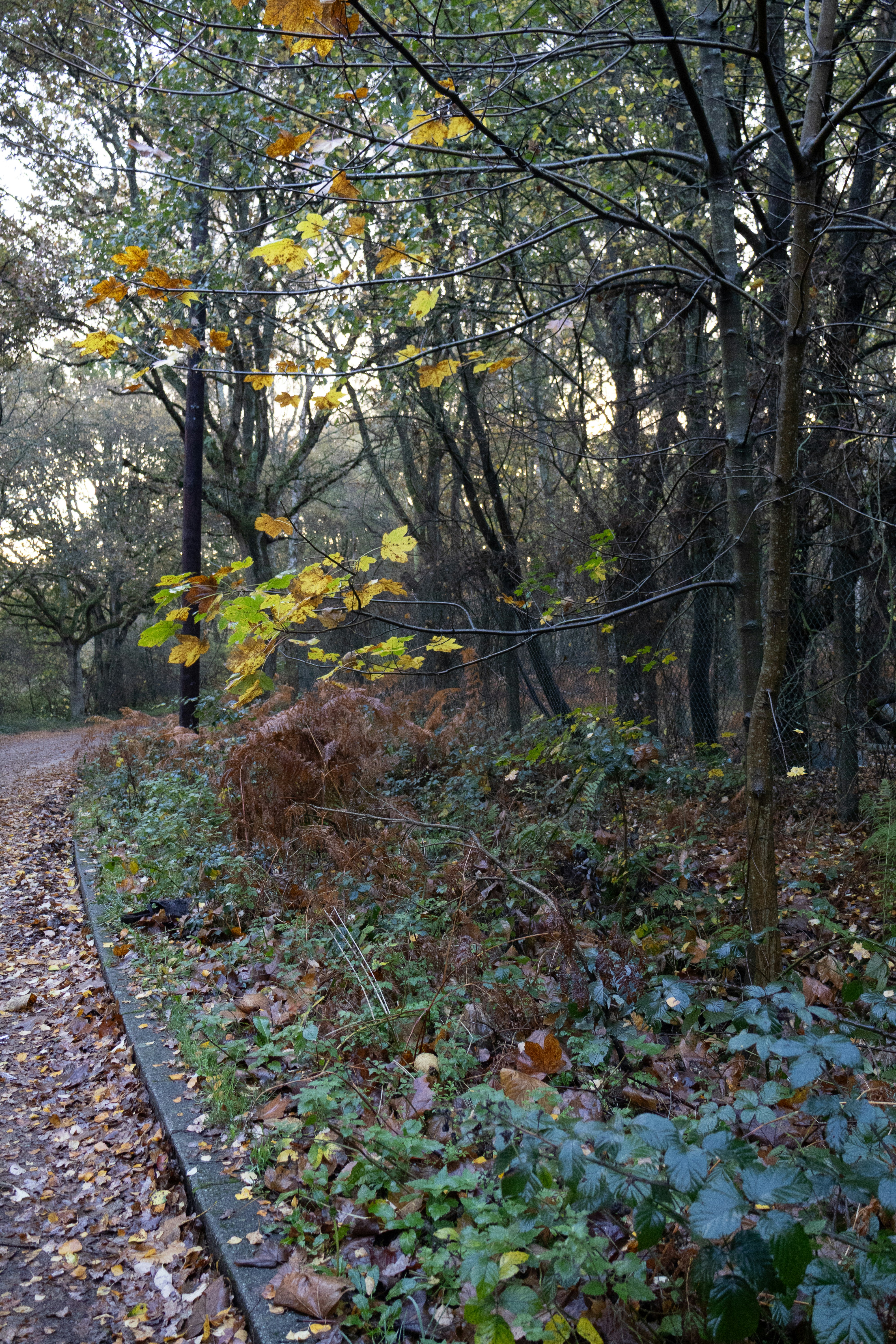Dappled Autumn Corridor: A Quiet Forest Path Framed by Fading Foliage