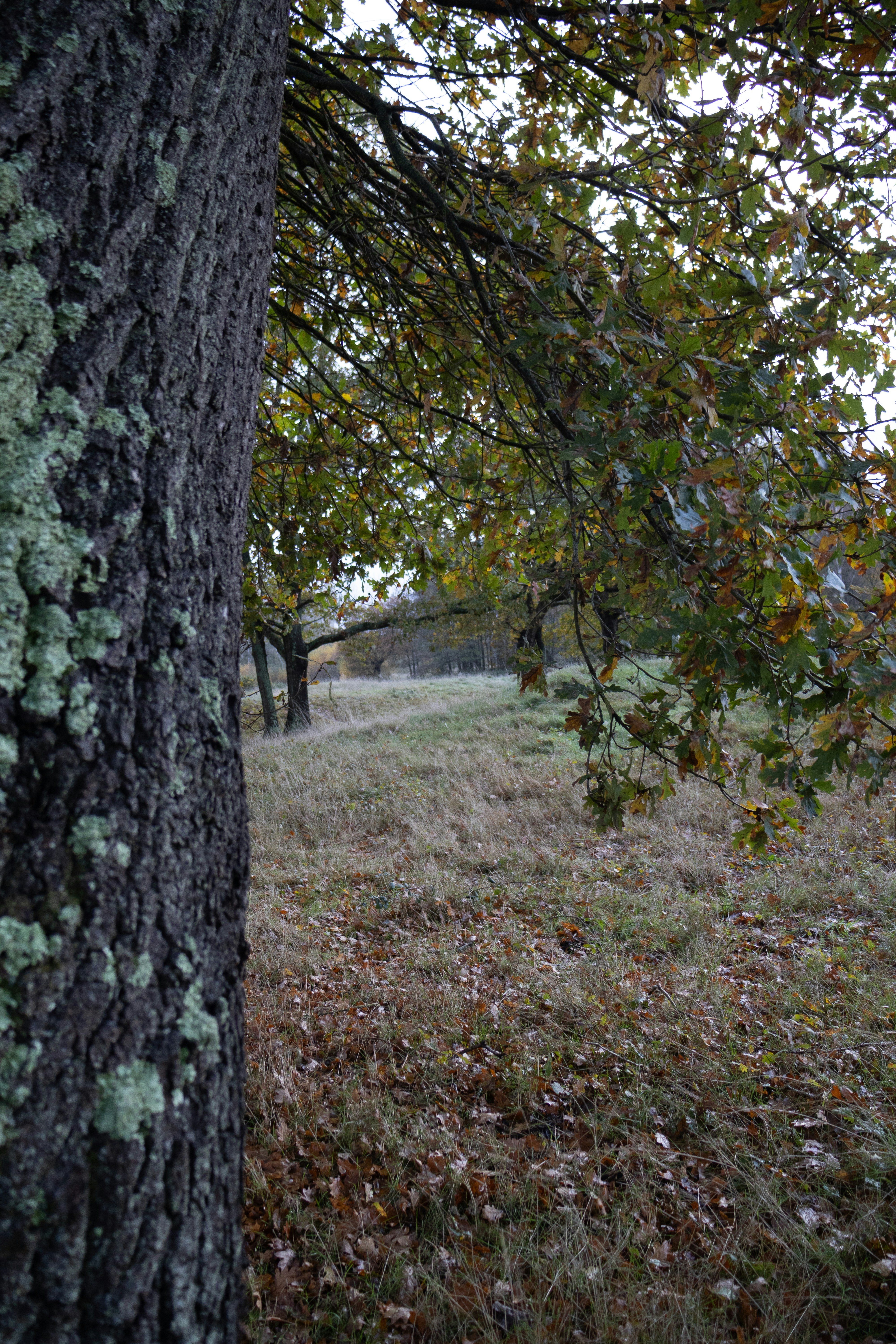 Moss-Covered Trunk Framing an Autumn Clearing