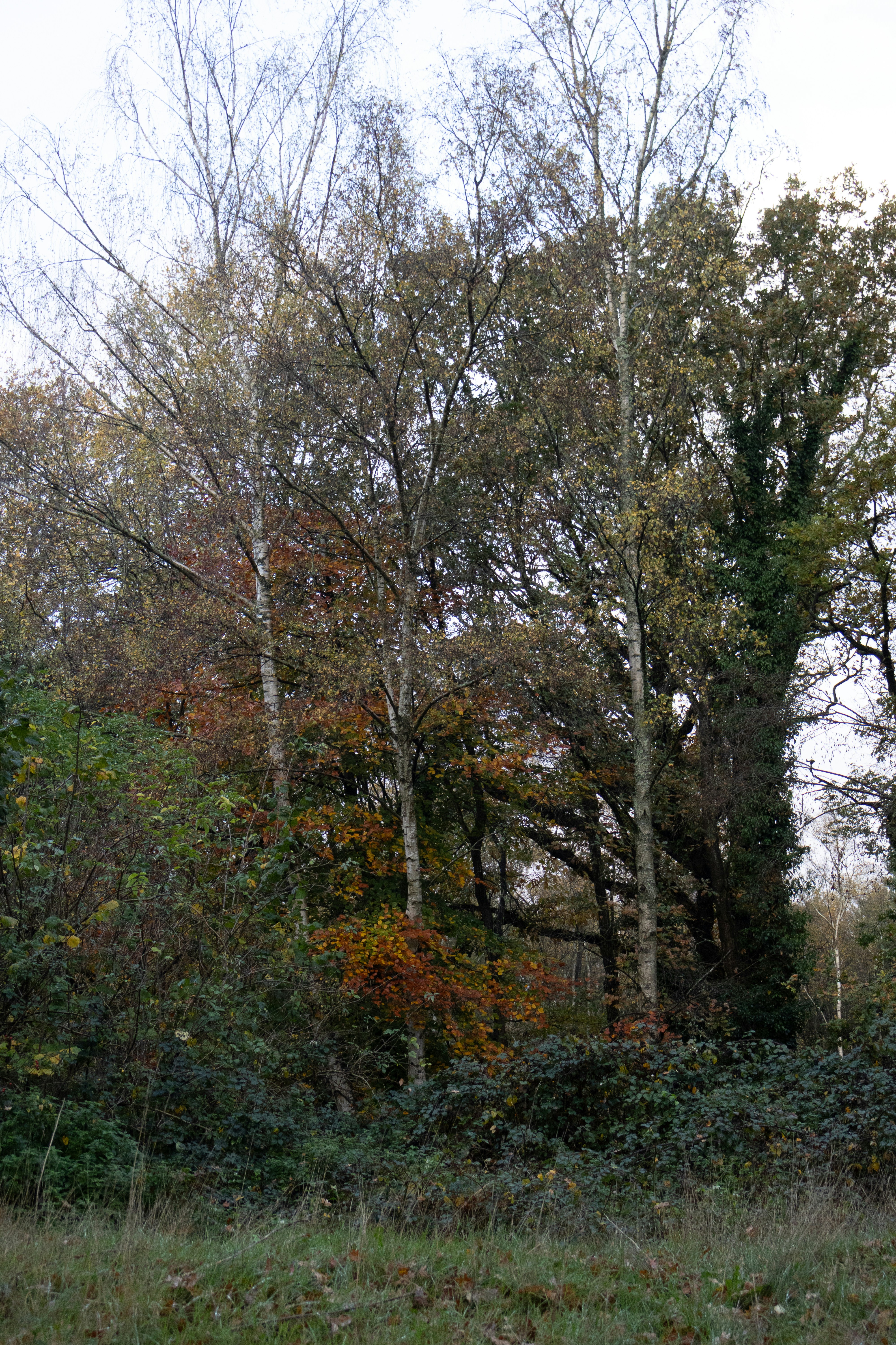 Photo by Tanya Barrow with Canon EOS R50