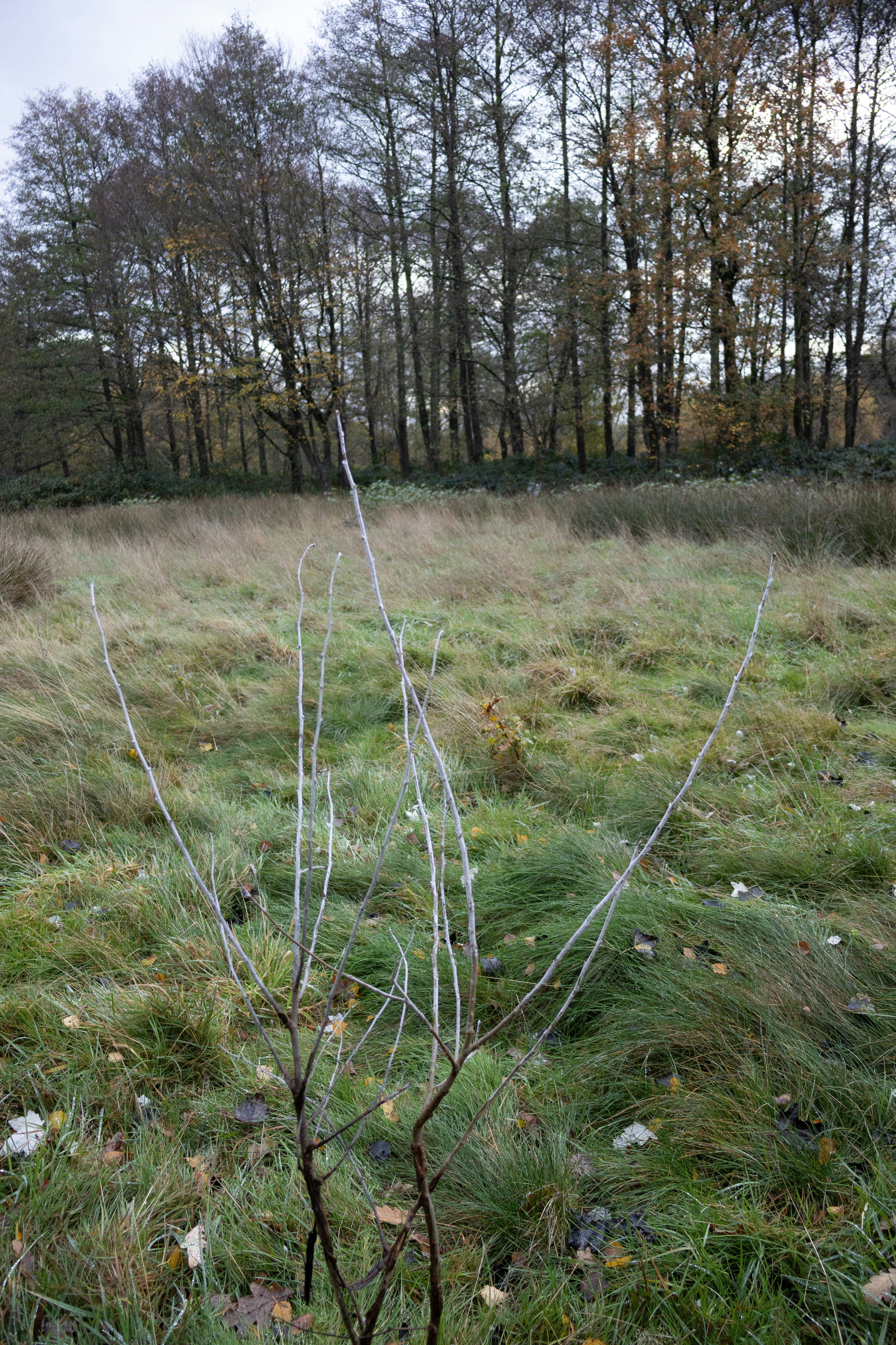 Frost-etched shrub anchors a quiet autumn meadow