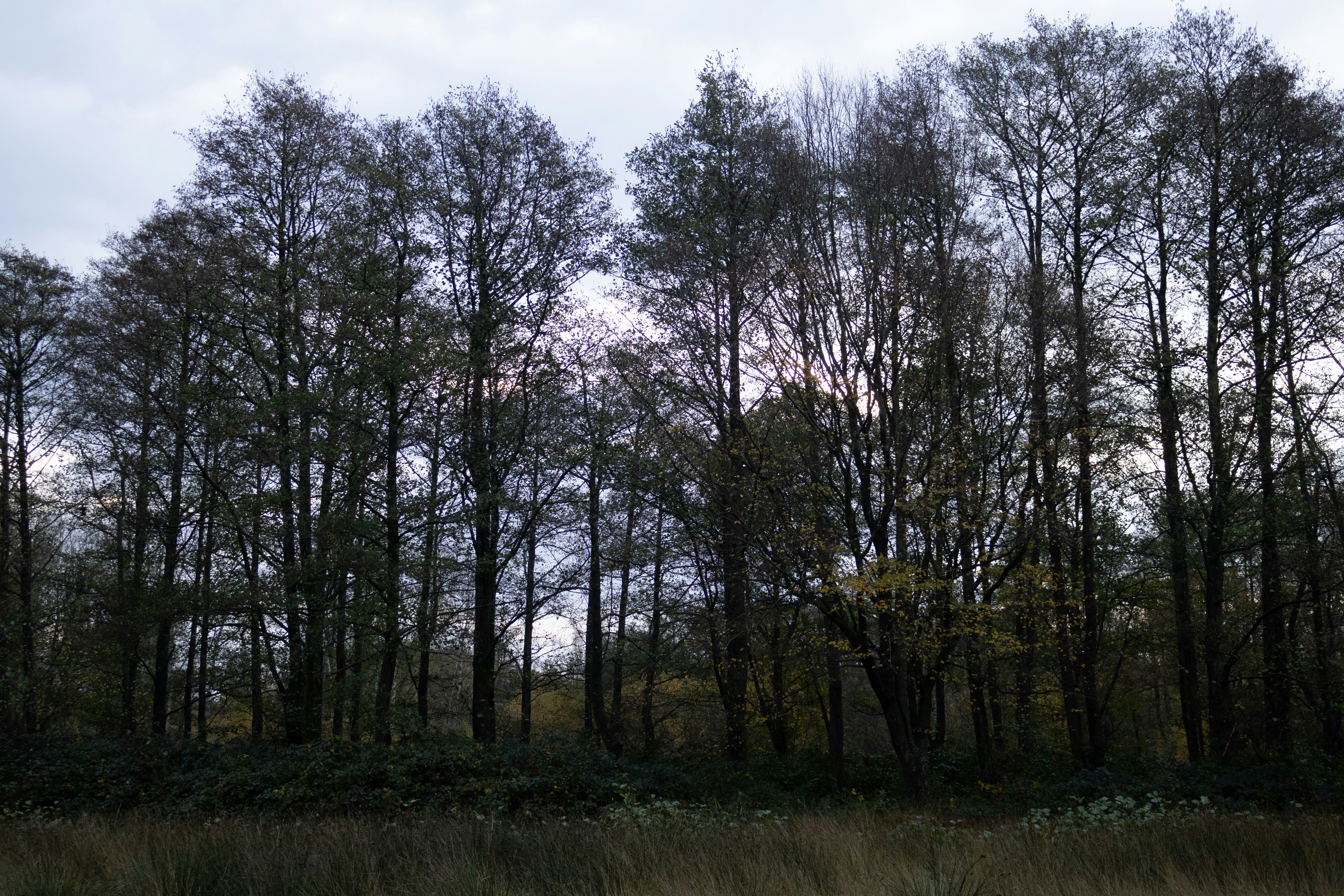 Photo by Tanya Barrow with Canon EOS R50