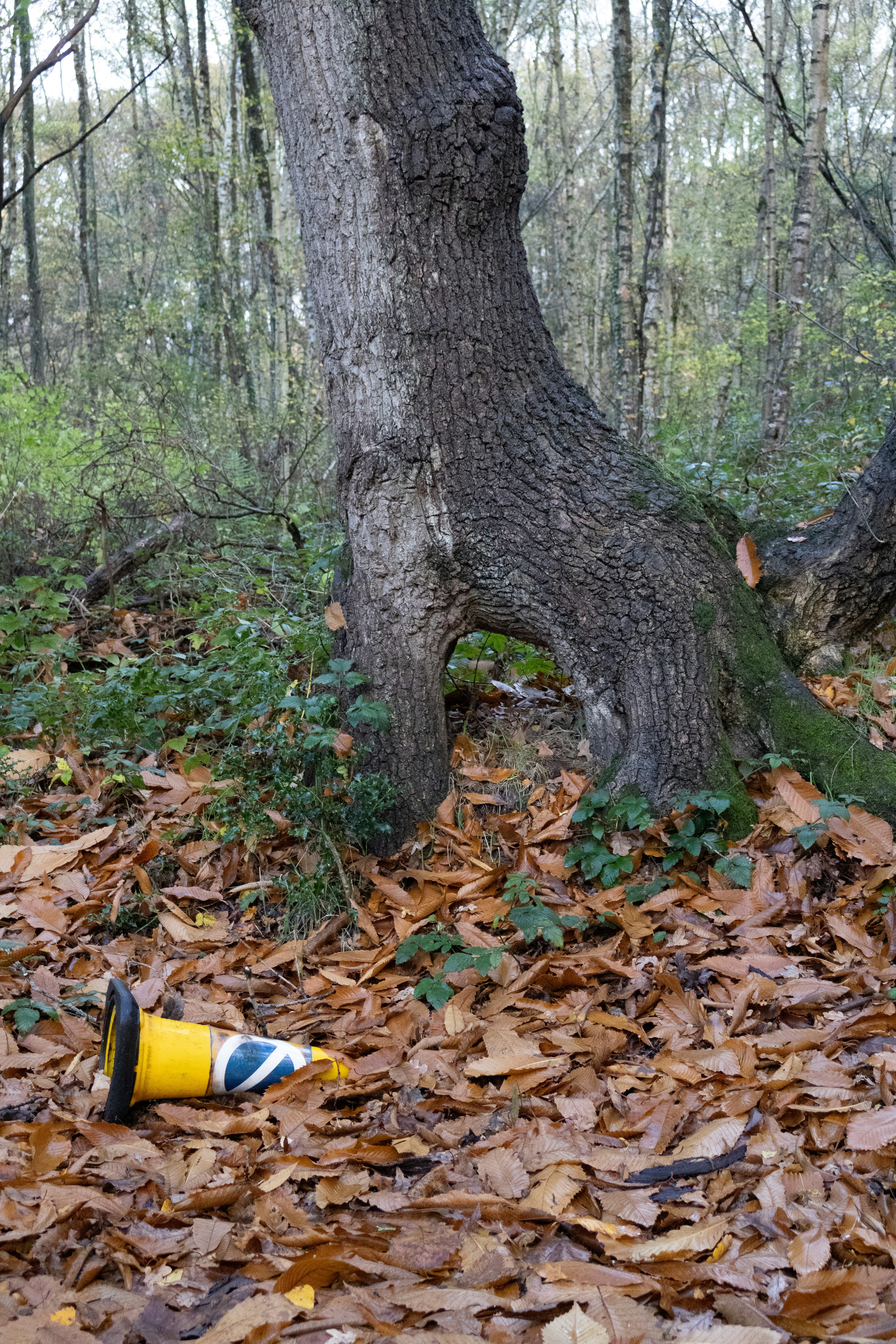 Hollow Arch at the Forest Base: A Wayward Cone on an Autumn Leaf Carpet