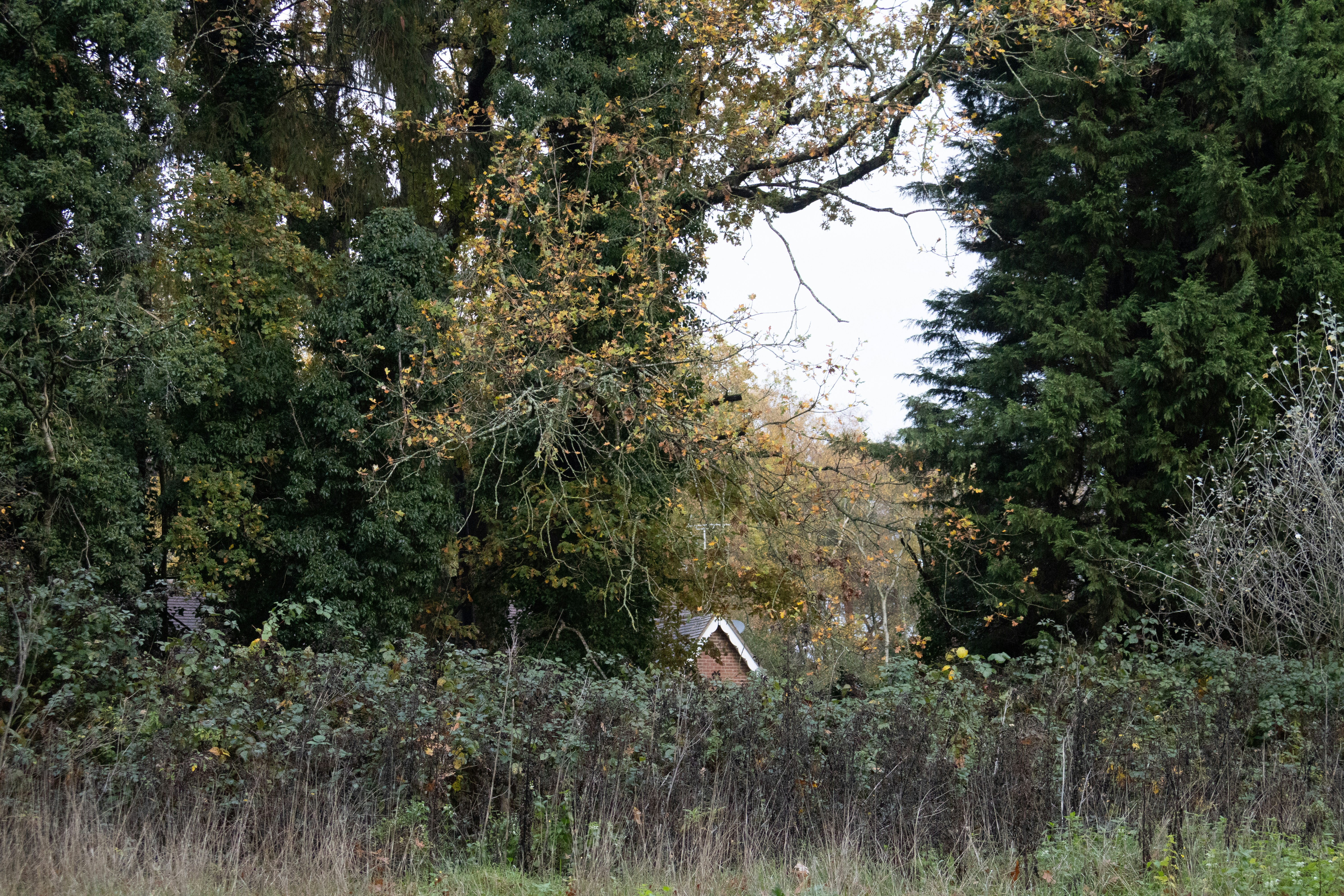 Hidden Stall by the Hedgerow: A Quiet Window to Autumn
