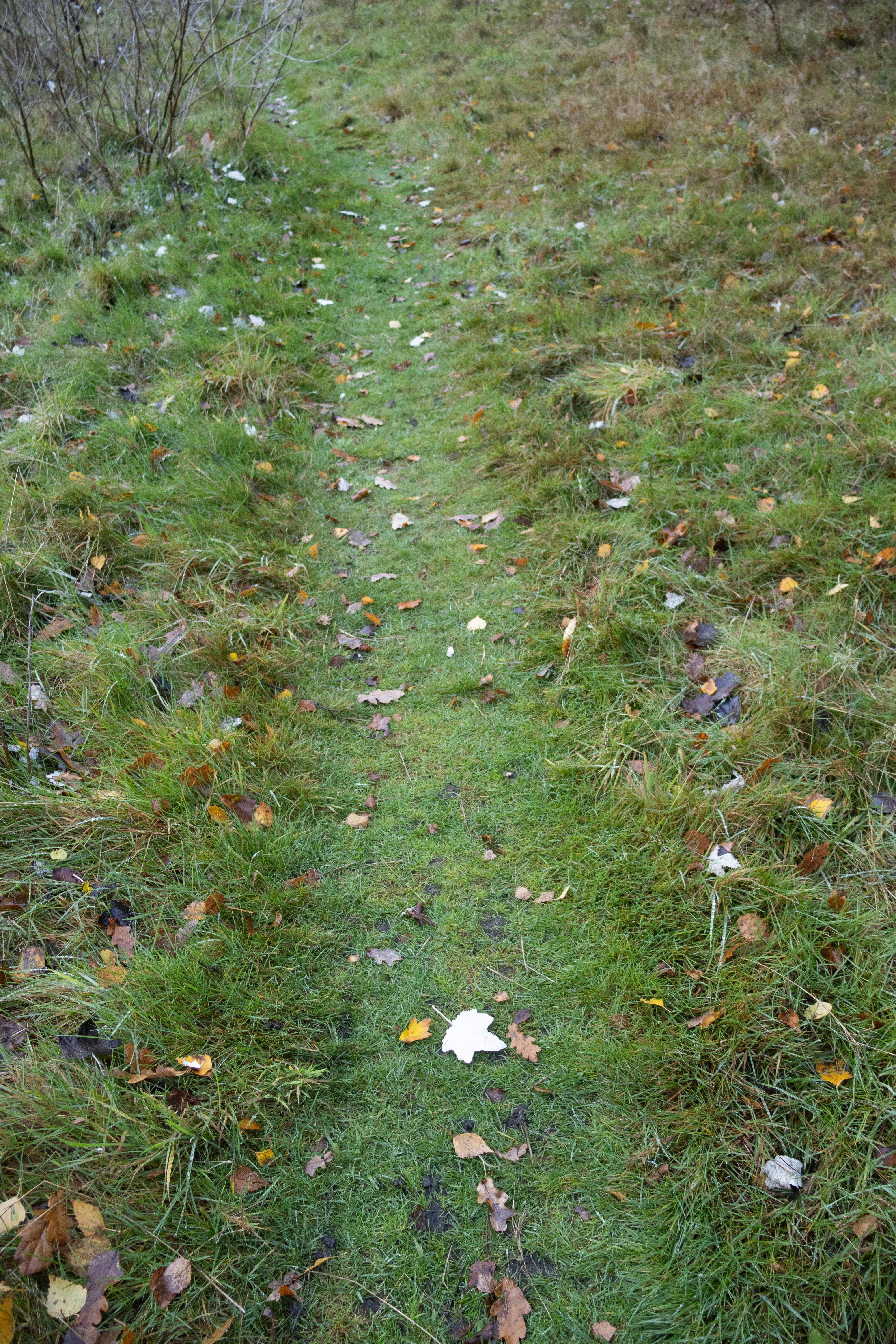 Moss-Covered Footpath Vanishing Into Autumn's Quiet Green