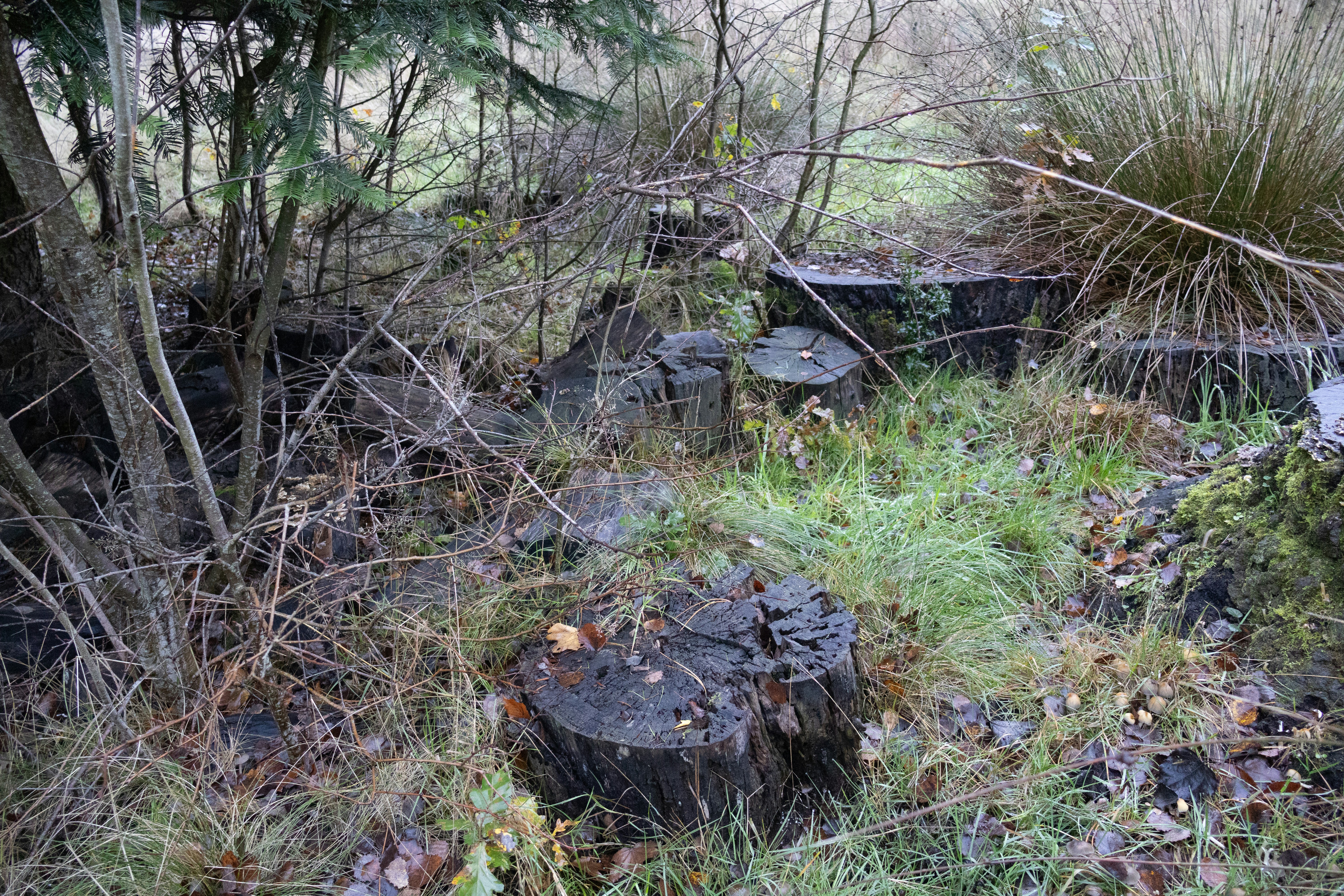 Whispers at the Edge: Moss-Covered Stumps and Tangled Grass