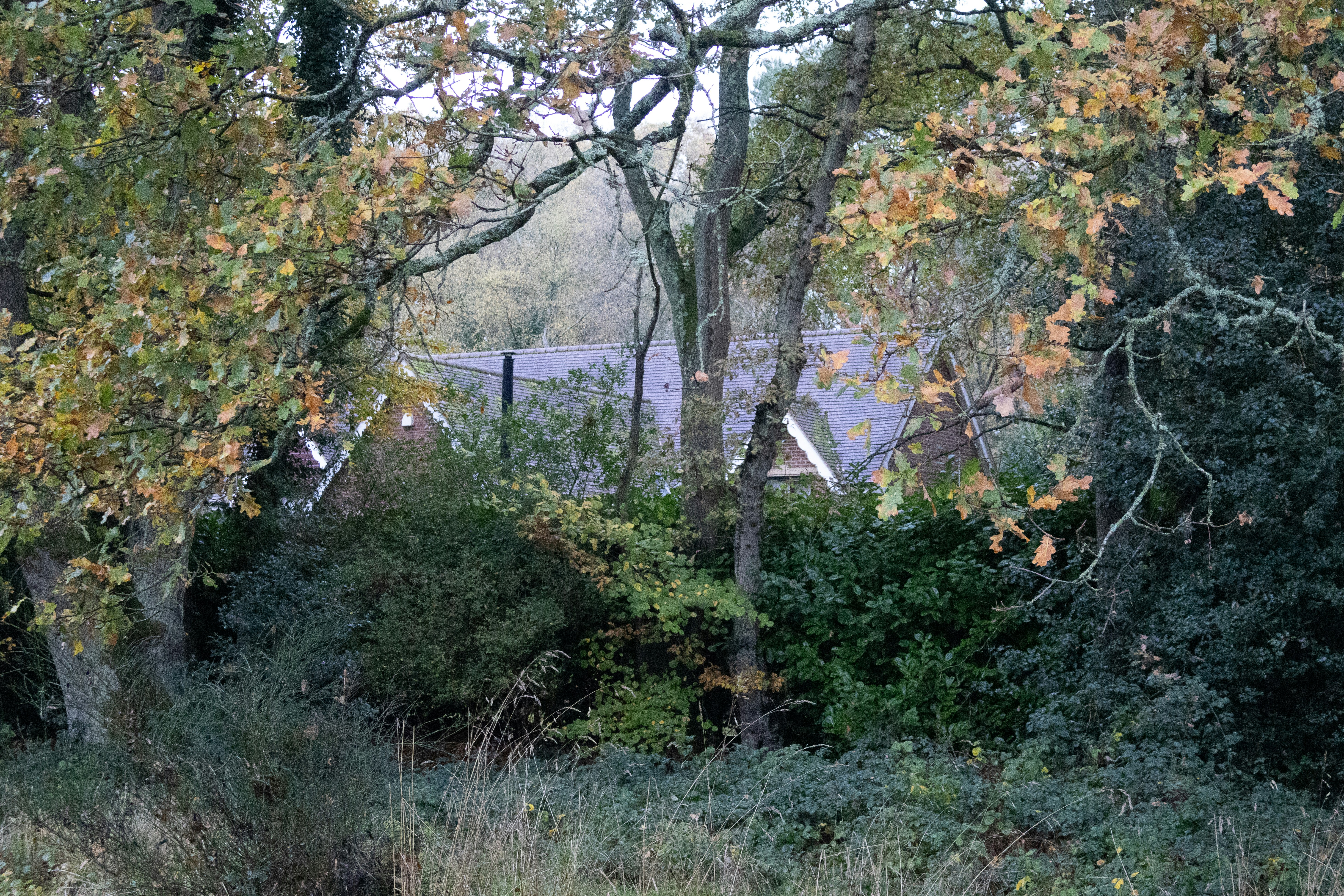 Cottage Peeks Through a Misty Autumn Canopy