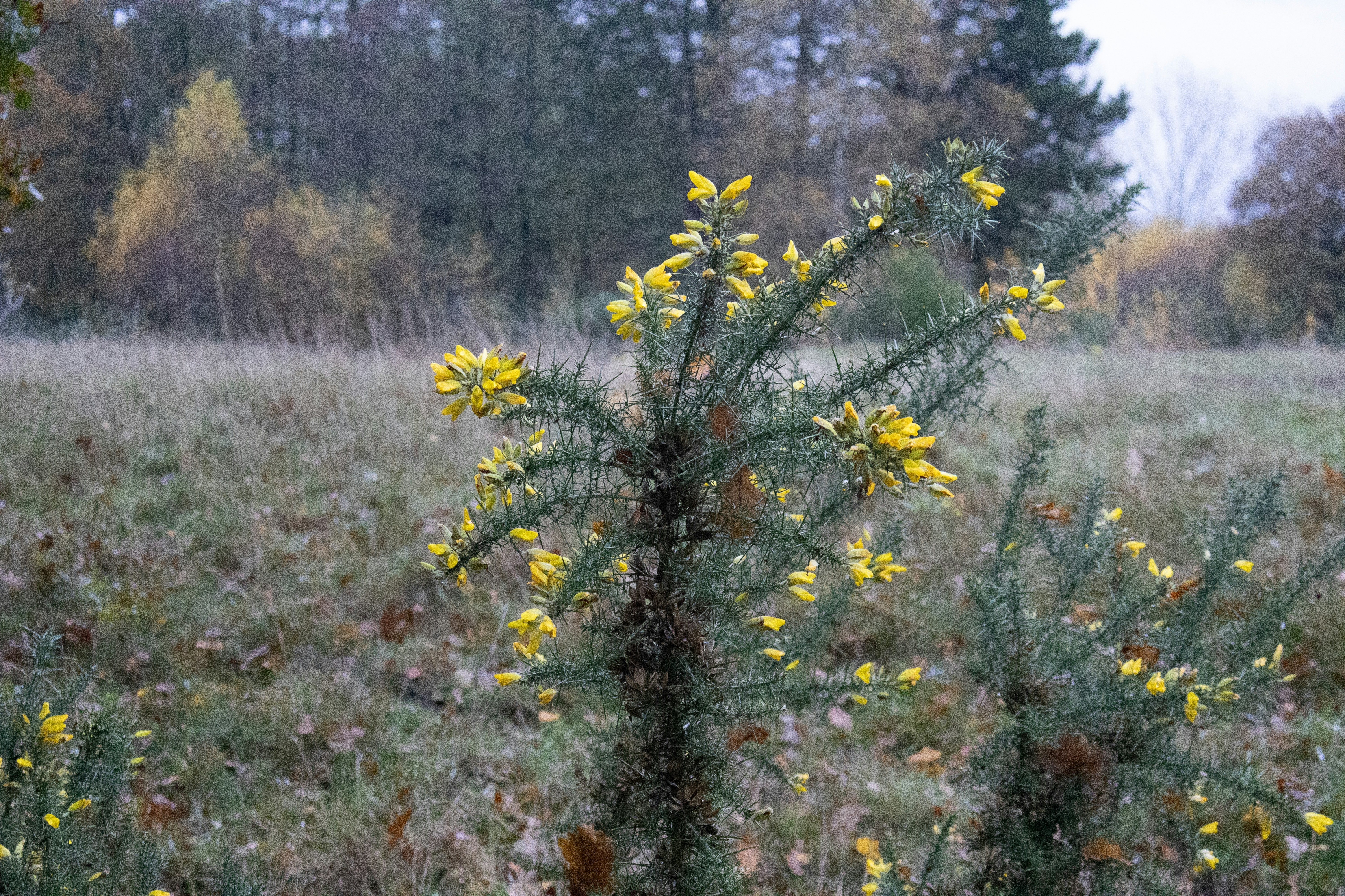 Gorse Blossoms in an Autumn Meadow: Bright Spikes Against Quiet Grass
