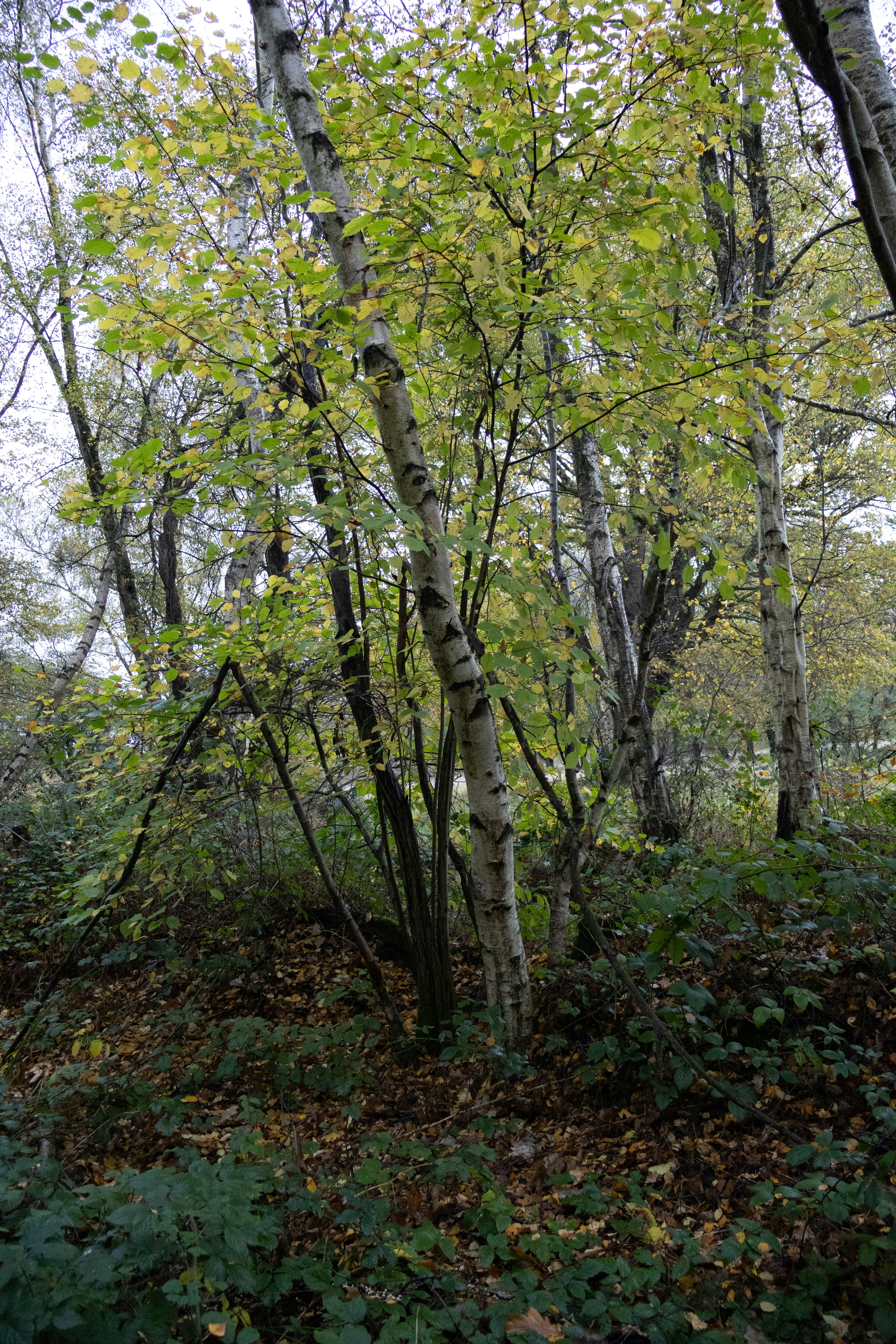 Photo by Tanya Barrow with Canon EOS R50