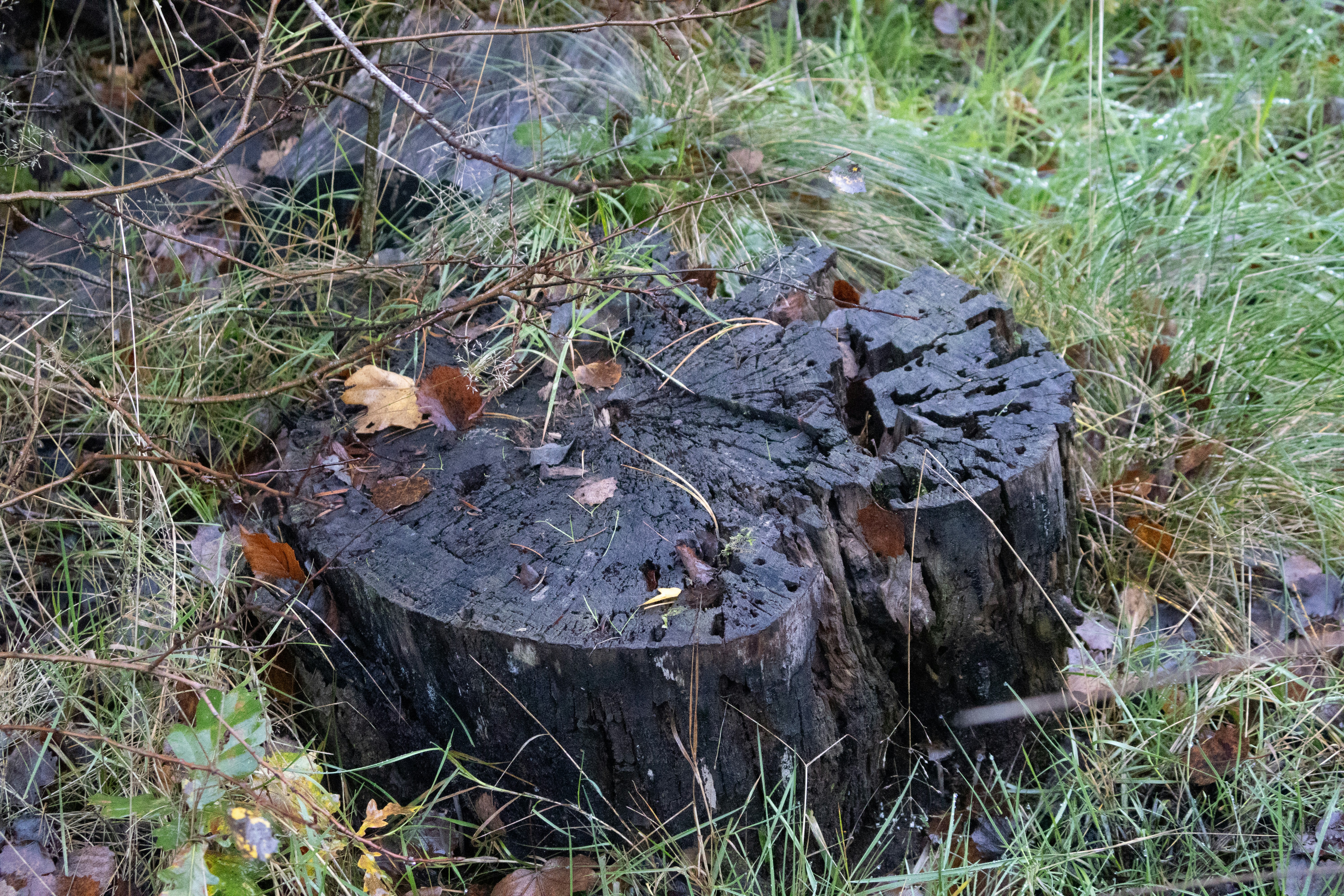 Weathered Ringed Sentinel: A Stump Grounded in Damp Meadow