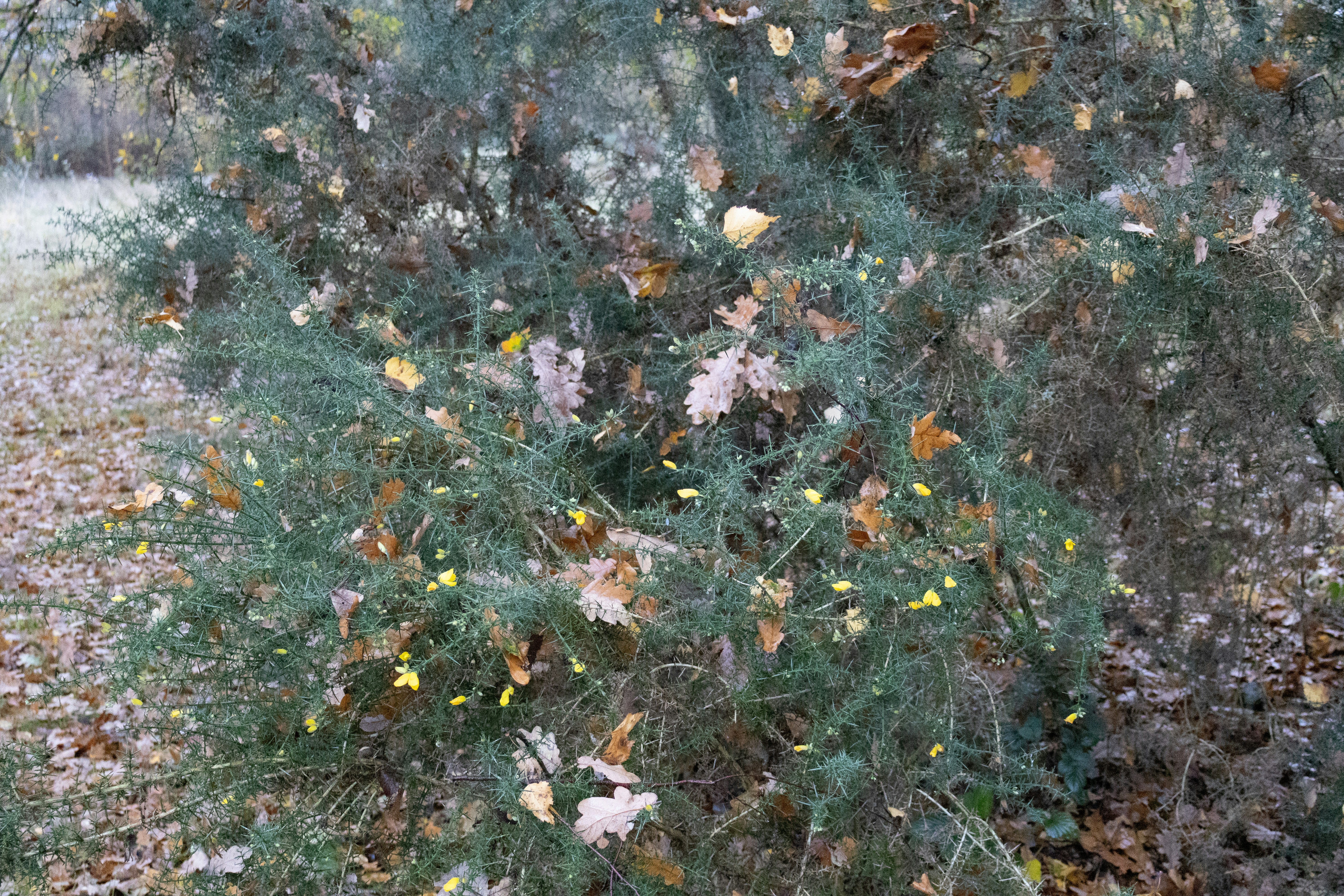 Conifer in Autumn Confetti: a Quiet Shrub Fringed with Fallen Leaves