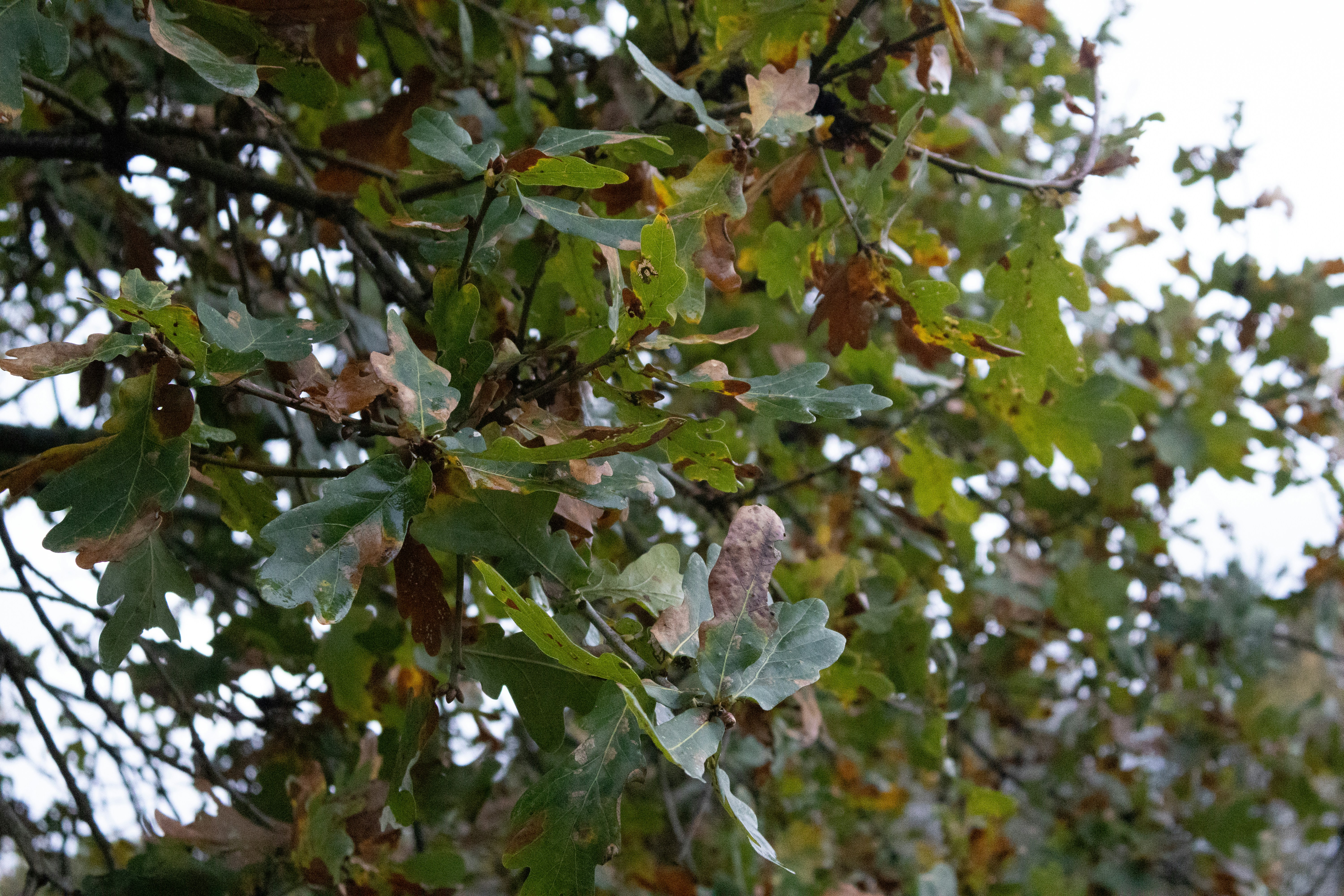 Close-Up Oak Foliage in Soft Autumn Light