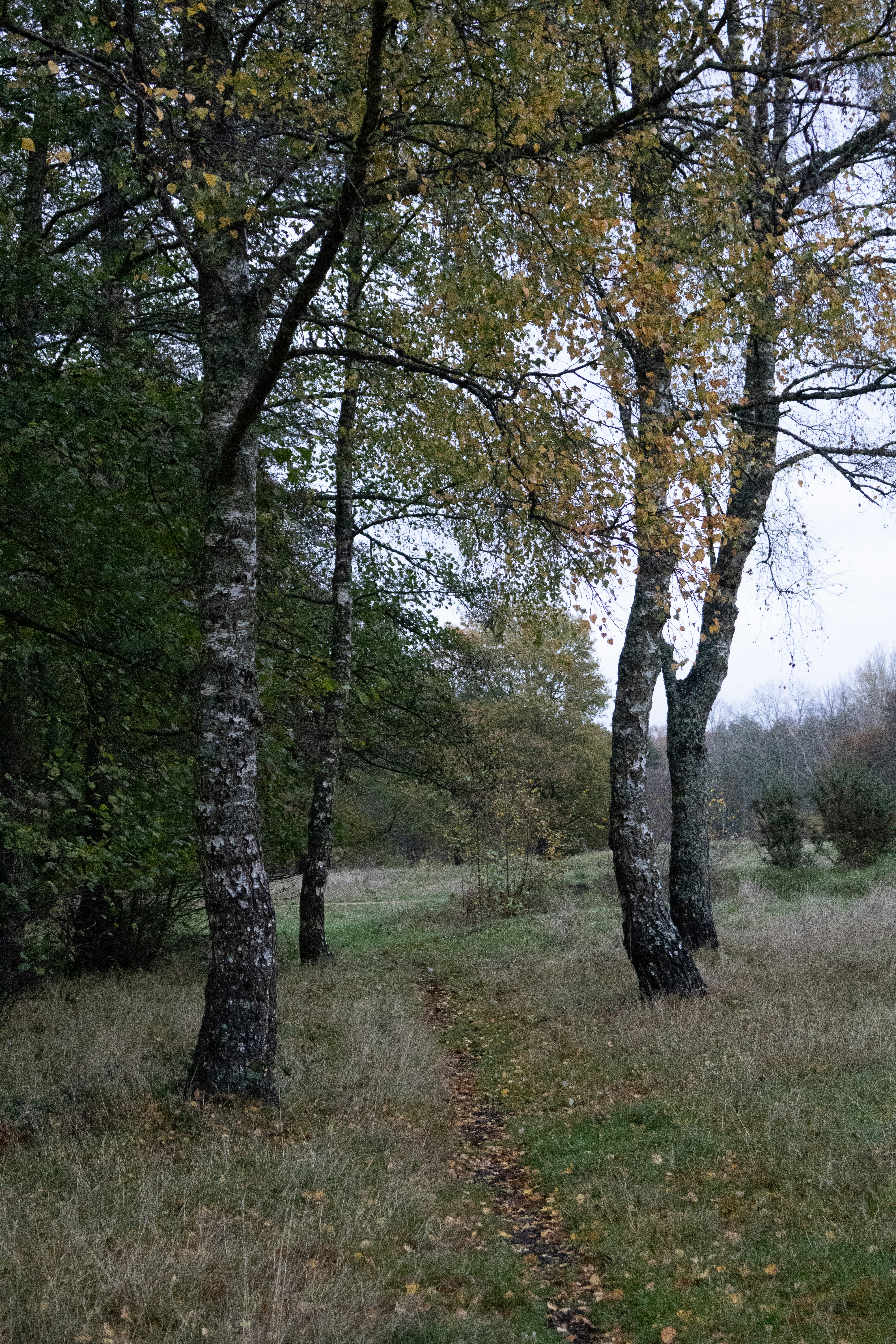 Whispering Trail Between Mossy Pines in Autumn Mist