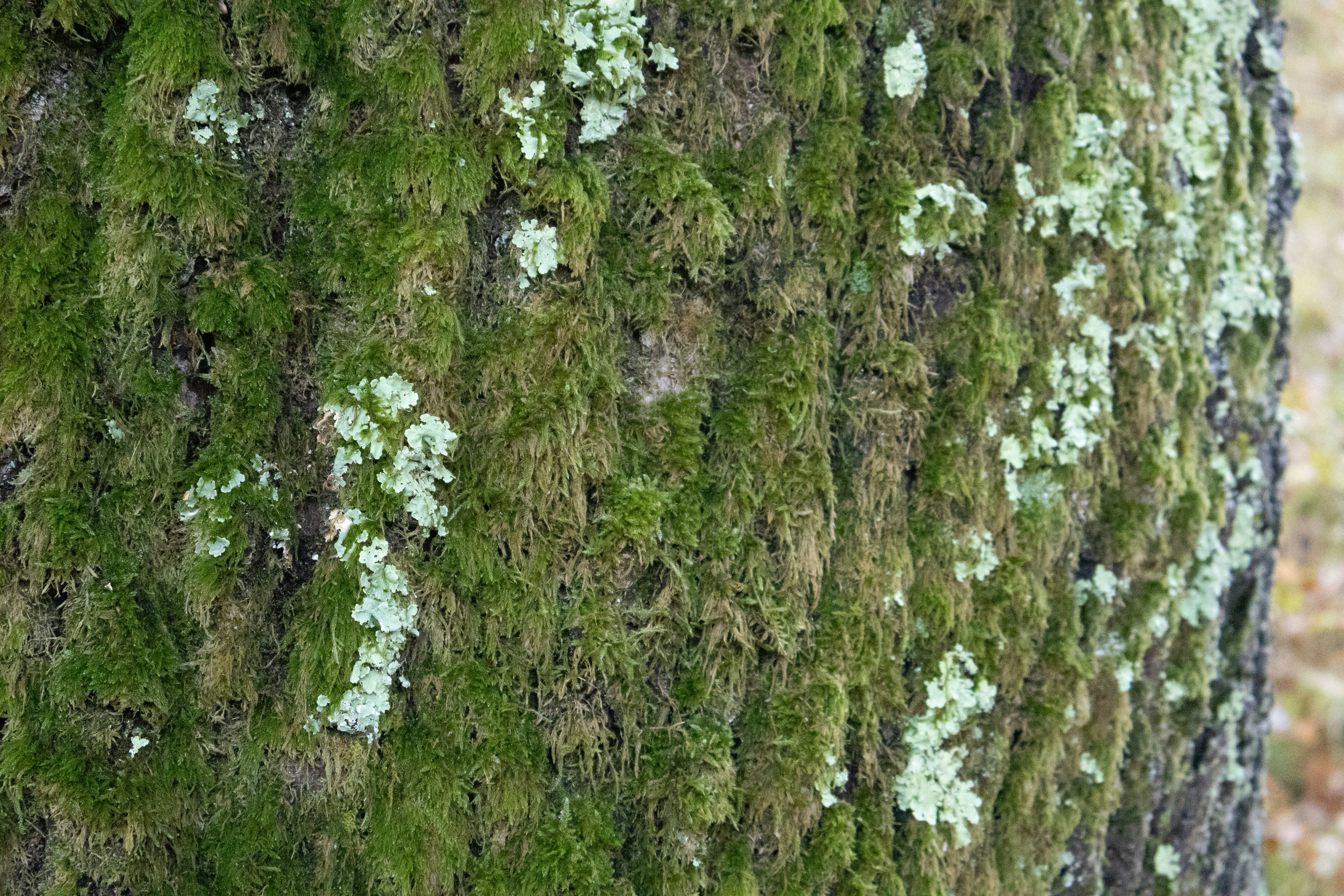 Verdant Veil: Close-Up of Moss and Lichen on Bark