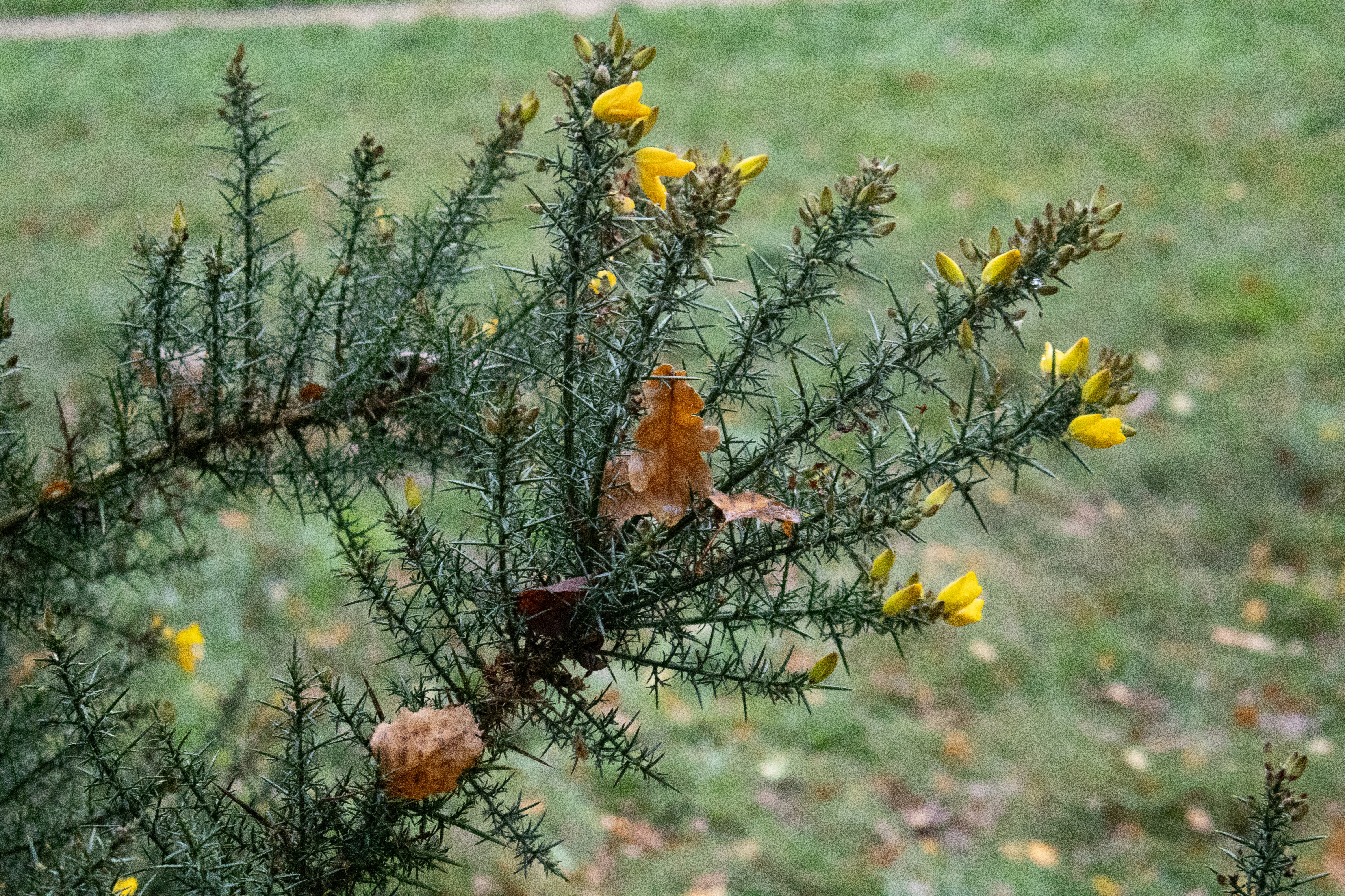 Photo by Tanya Barrow with Canon EOS R50