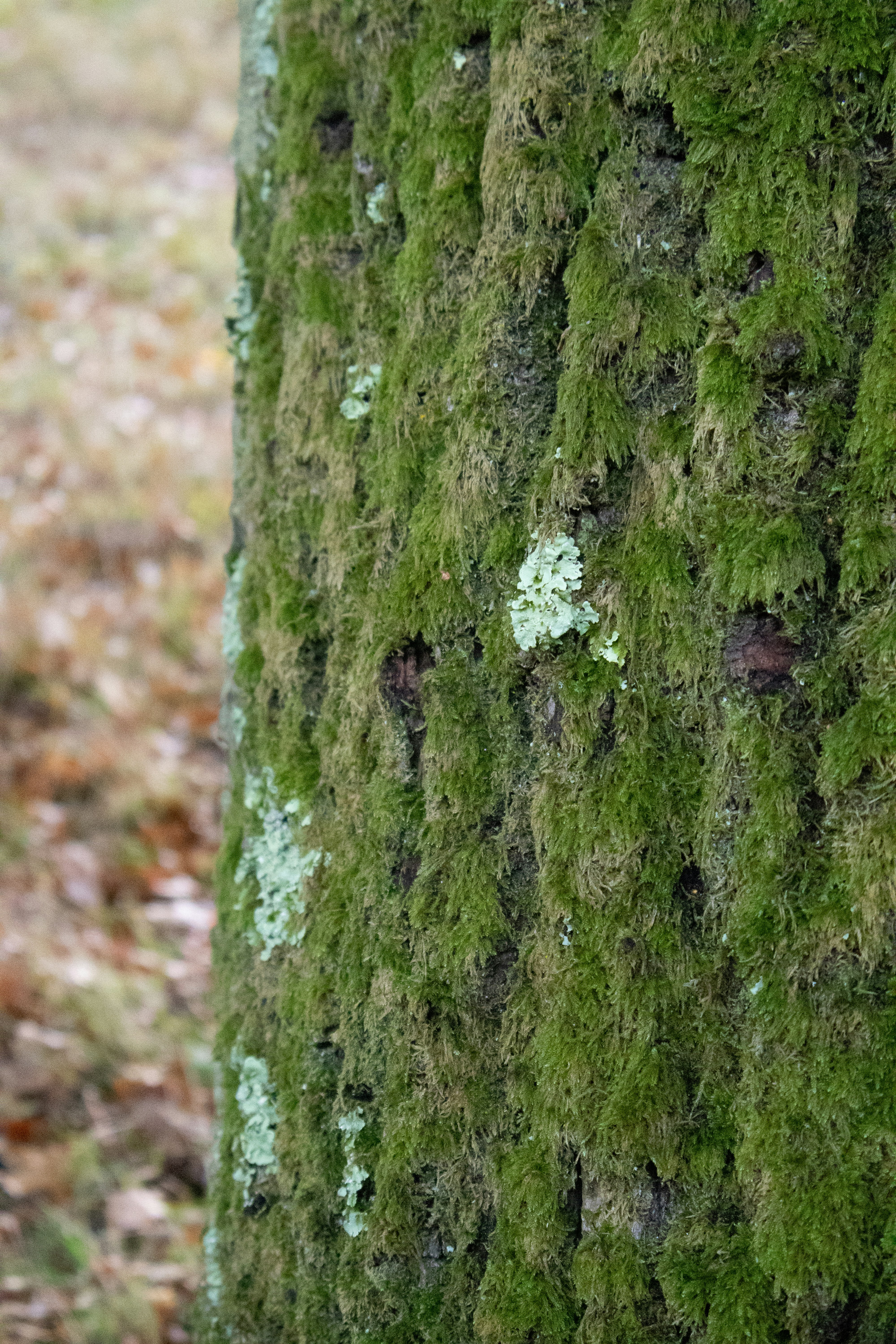 Verdant Velvet on Bark: A Close-Up of Moss and Lichen